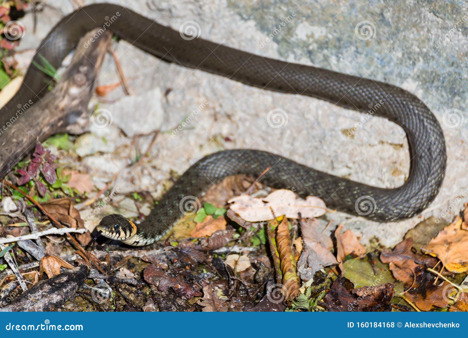 Cute Snake Basking in the Sun Stock Photo - Image of flower, lake ...