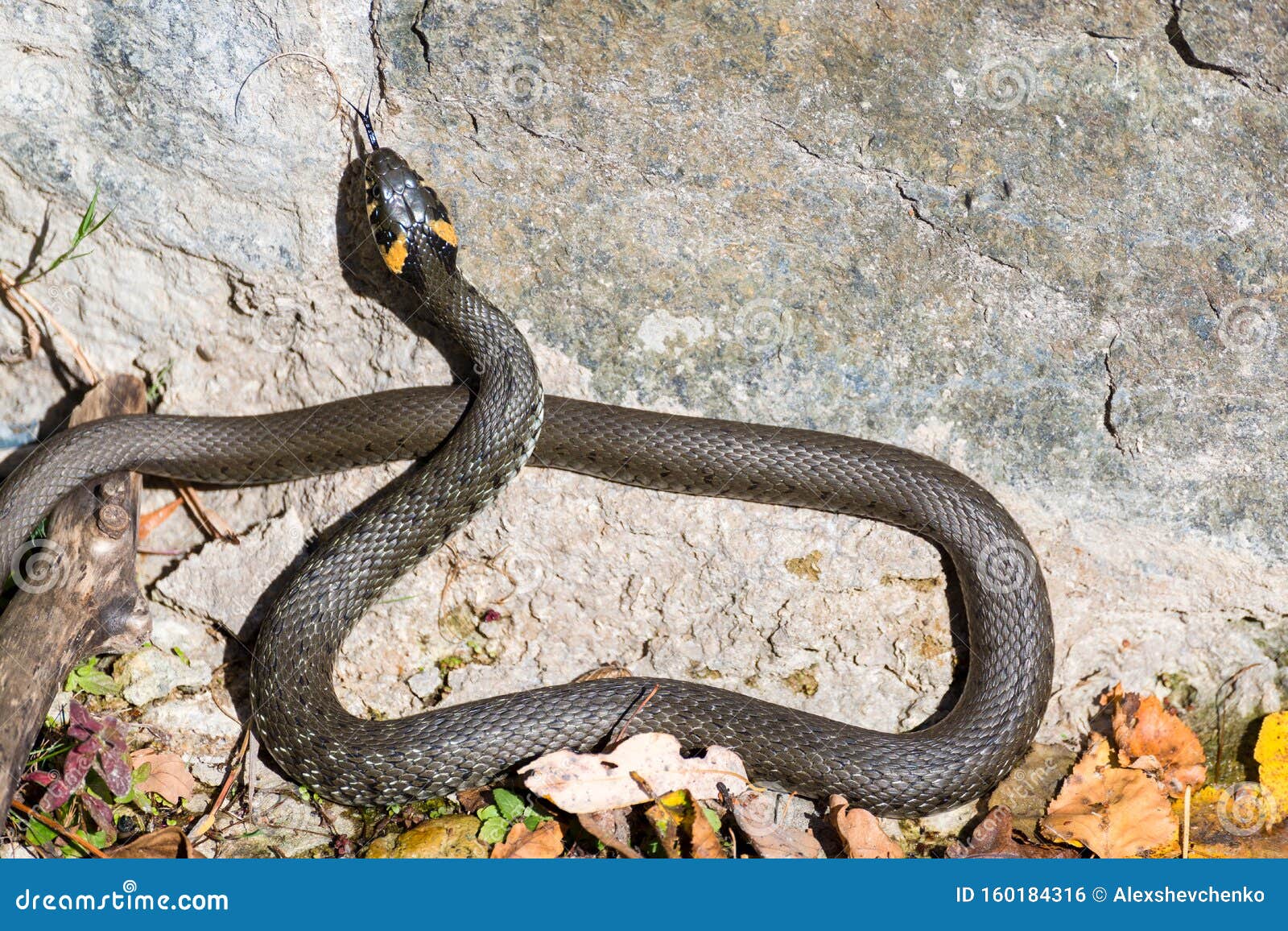 Snake Sun Stock Images - Download 2,348 Royalty Free Photos