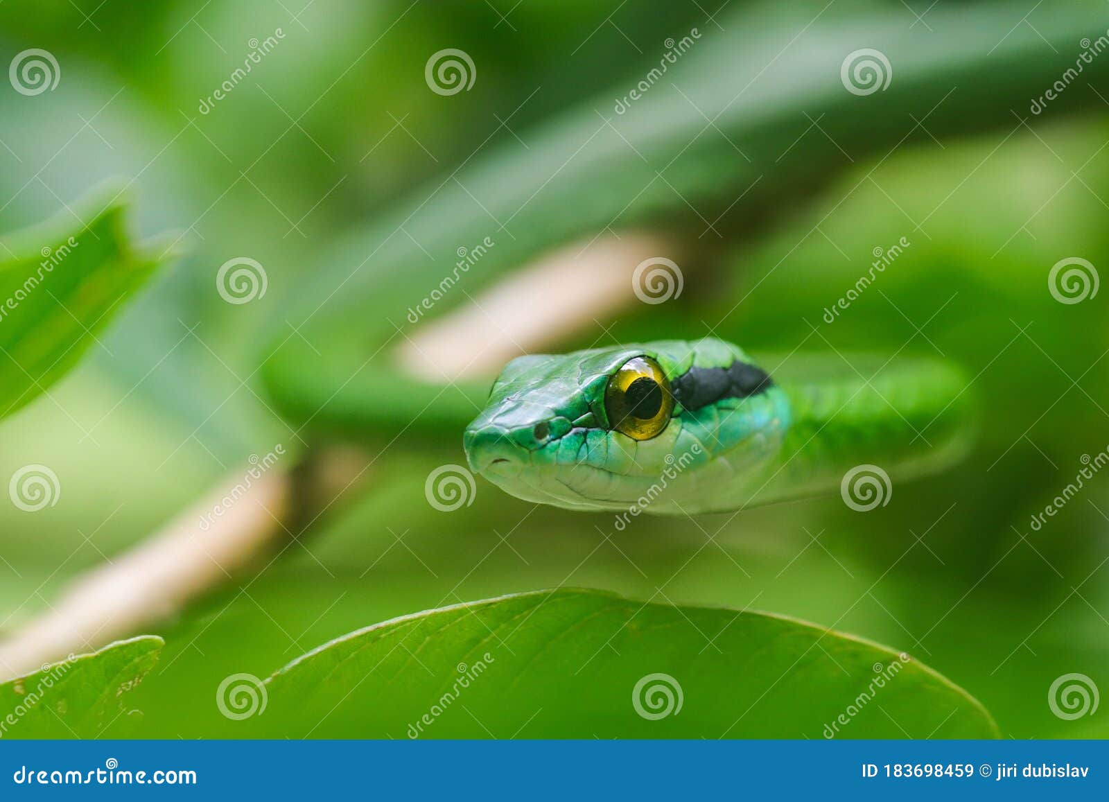 Cute snake in the jungle stock image. Image of green - 183698459
