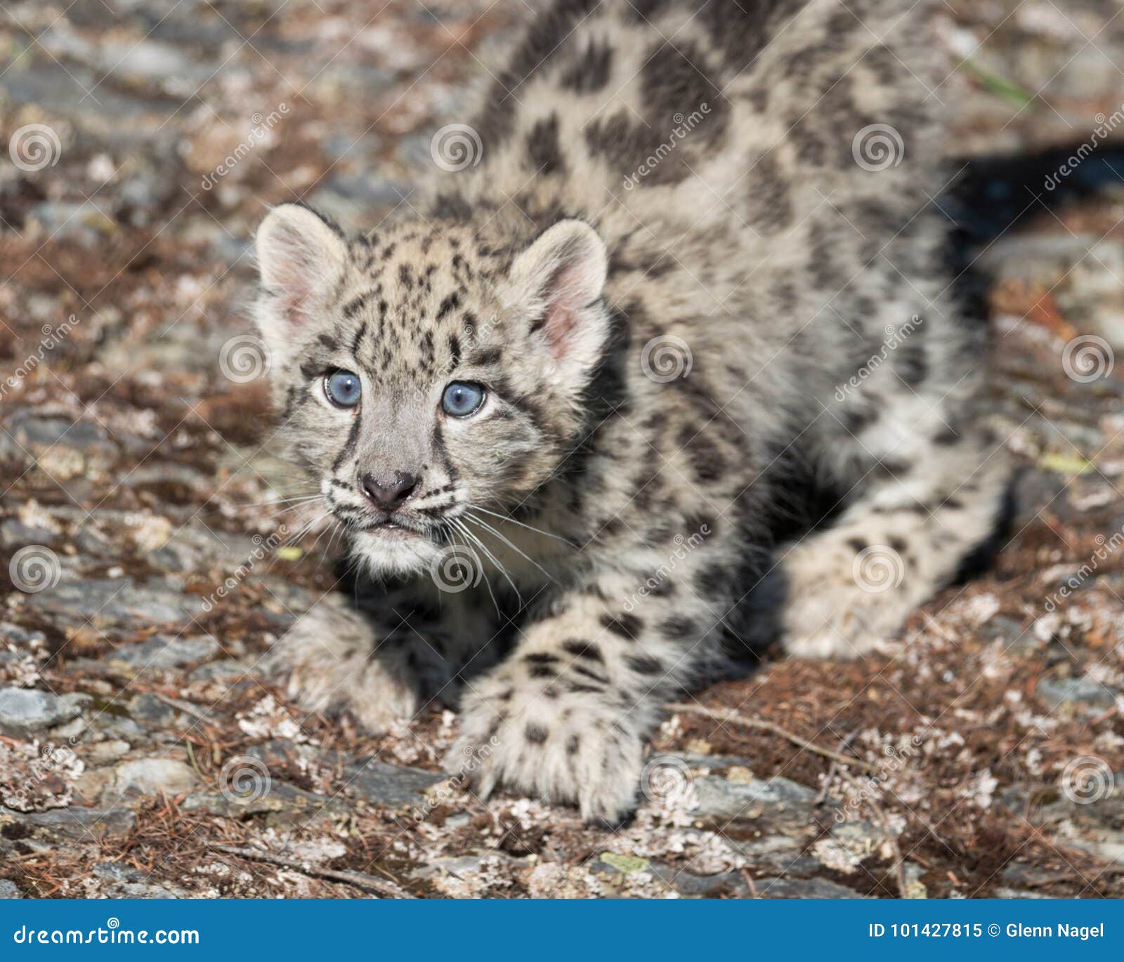 Snow Leopard Kitten on Rocky Surface Stock Image - Image of alert ...