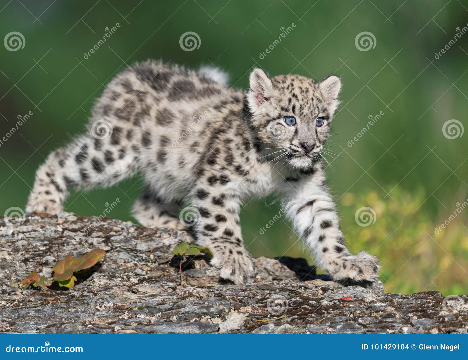 Dwarf Leopard Kittens