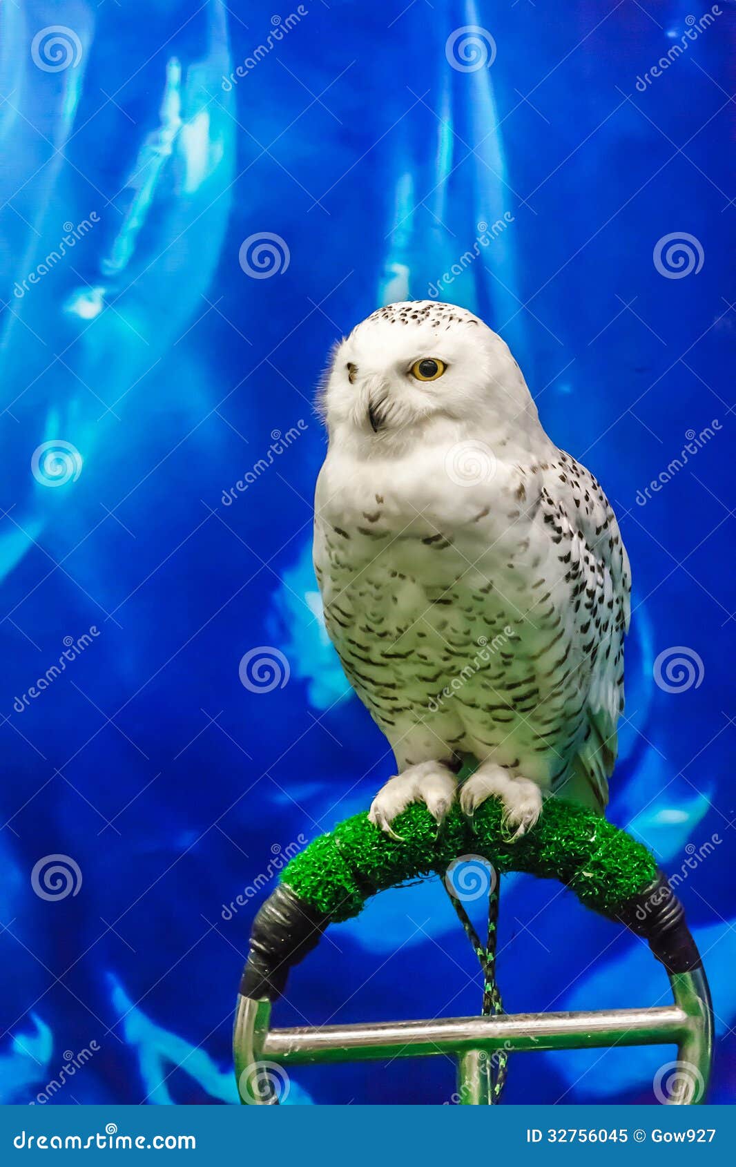 Cute Snowy Owls With Blue Eyes