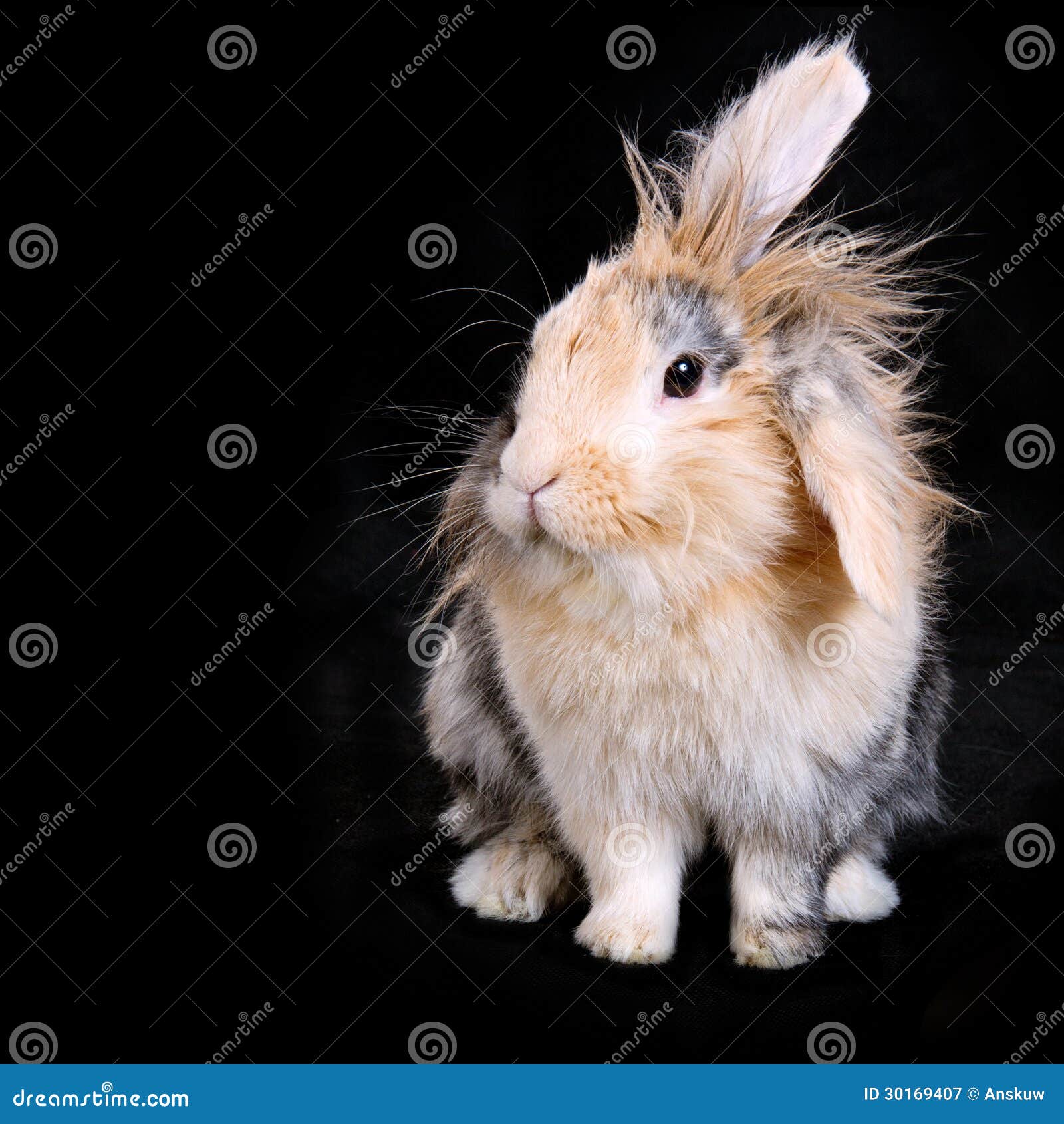 Soft Brown Bunny Rabbit on Black Background Stock Image - Image of ...
