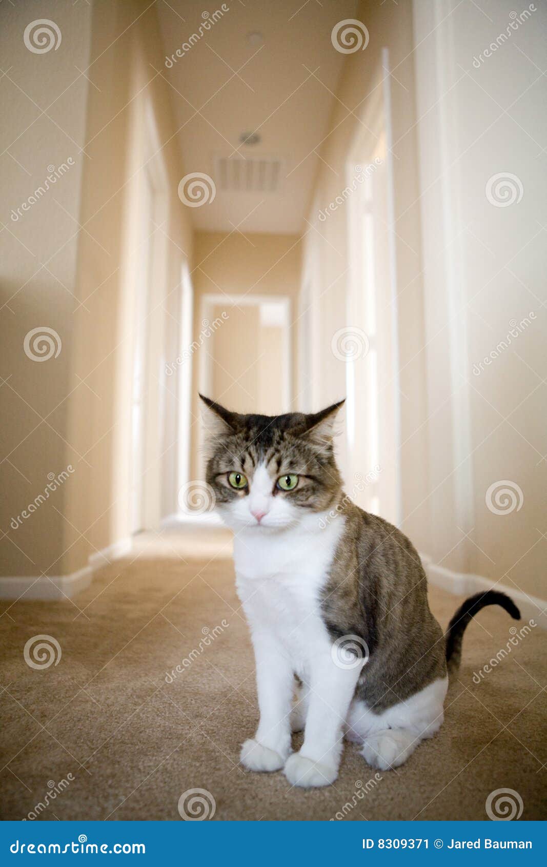 Cute Soft Cat stock image. Image of staring, stare, white - 8309371