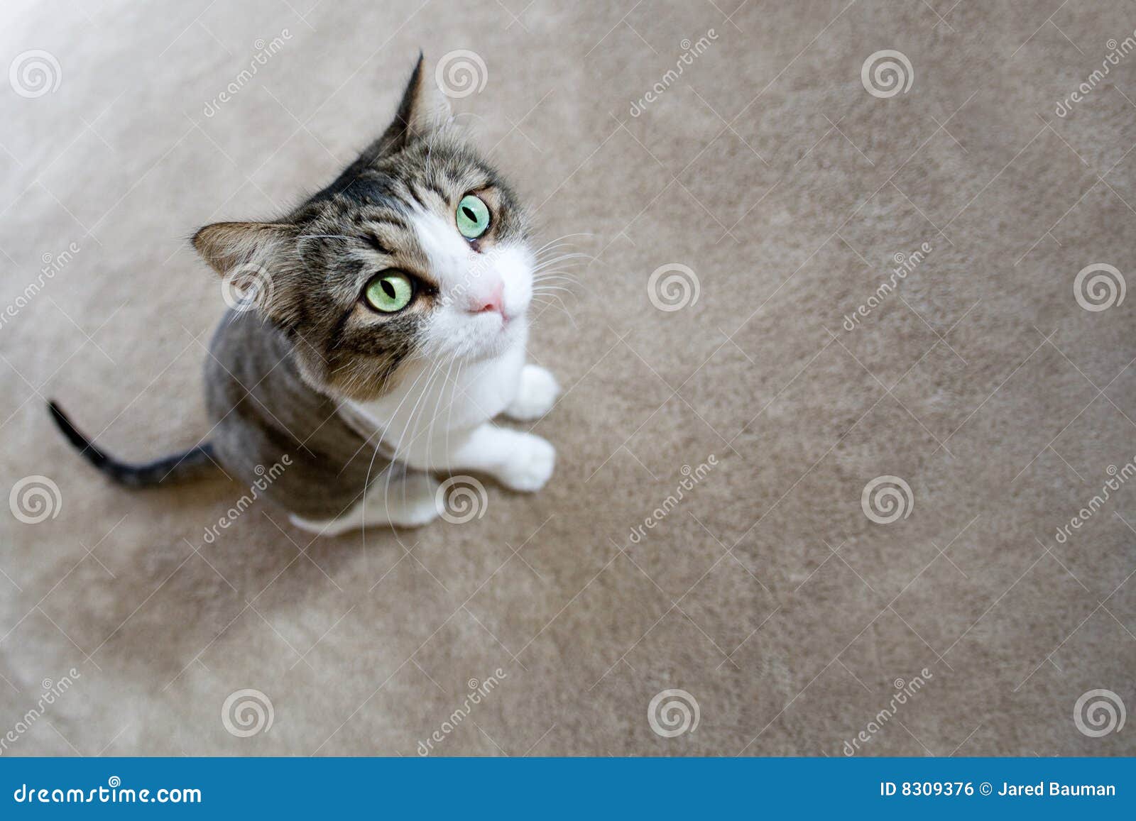 Cute Soft Cat stock photo. Image of portrait, carpet, cute - 8309376