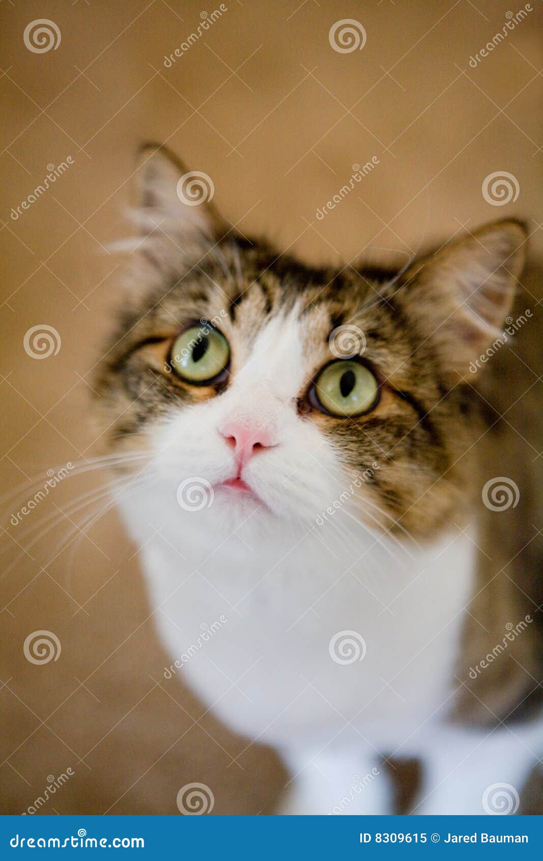 Cute Soft Cat stock image. Image of feline, ears, cute - 8309615