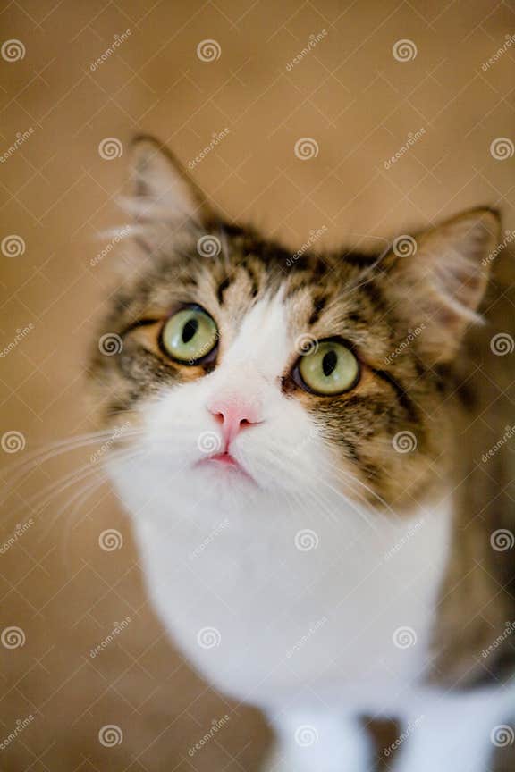 Cute Soft Cat stock image. Image of feline, ears, cute - 8309615