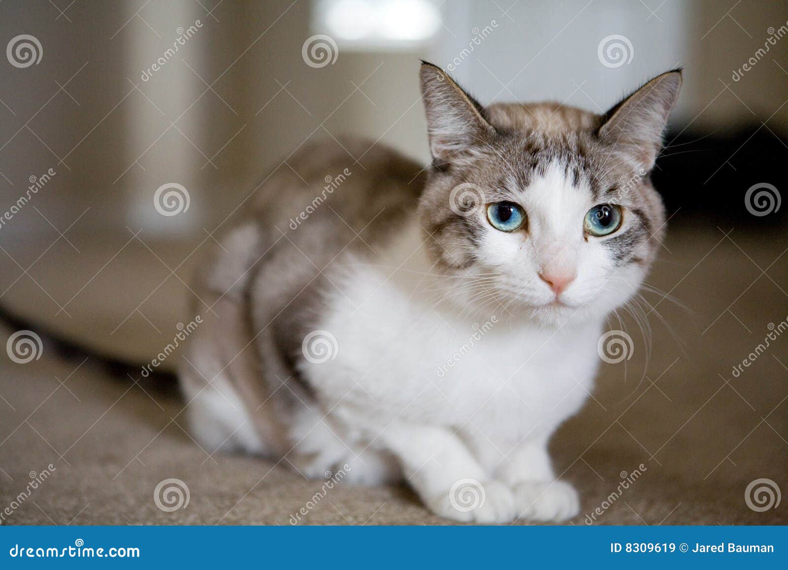 Cute Soft Cat stock image. Image of portrait, carpet, little - 8309619