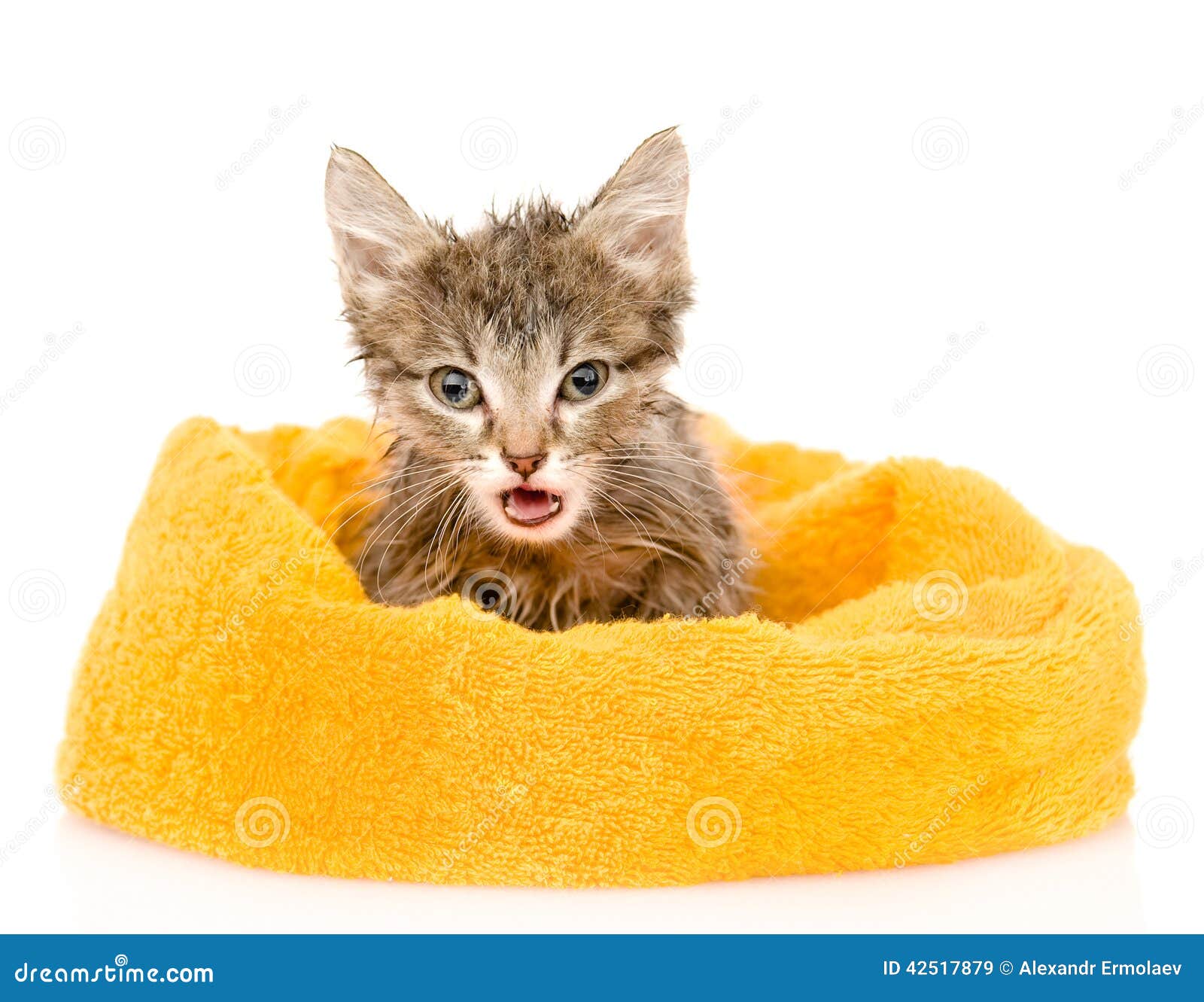 Cute Soggy Kitten after a Bath. Isolated on White Stock Image - Image ...