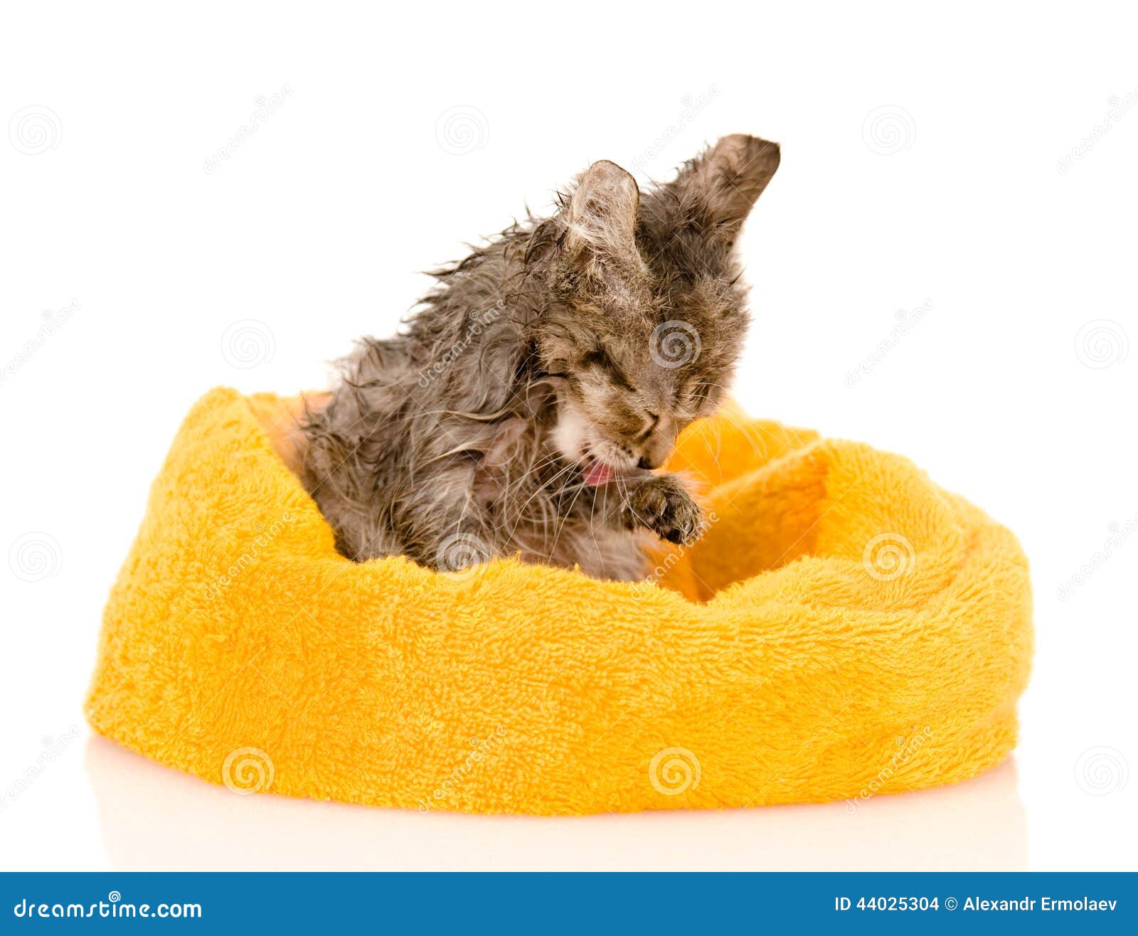 Cute Soggy Kitten after a Bath. Isolated on White Stock Photo - Image ...