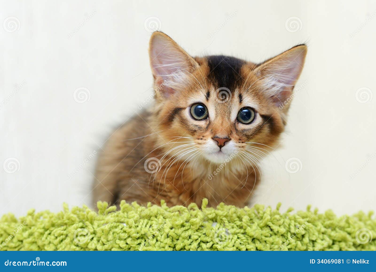 Cute somali kitten indoor stock image. Image of resting - 34069081