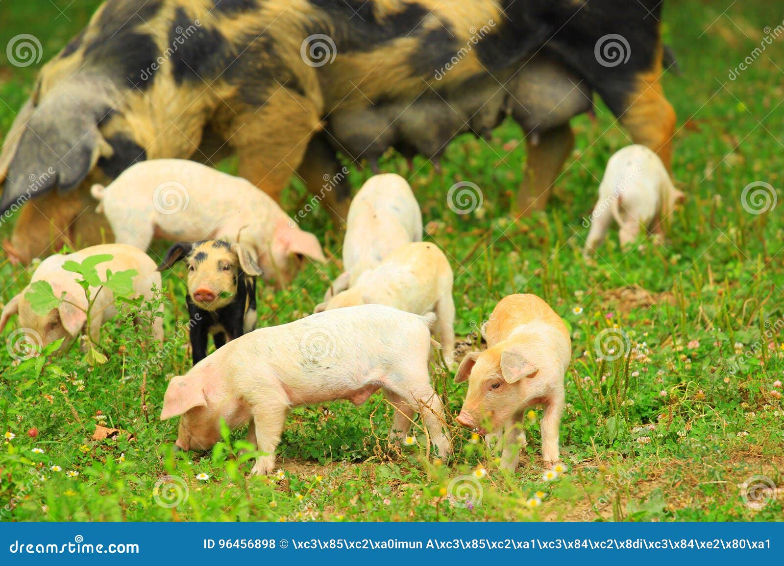 Piglets and sow stock photo. Image of animals, feeding - 96456898