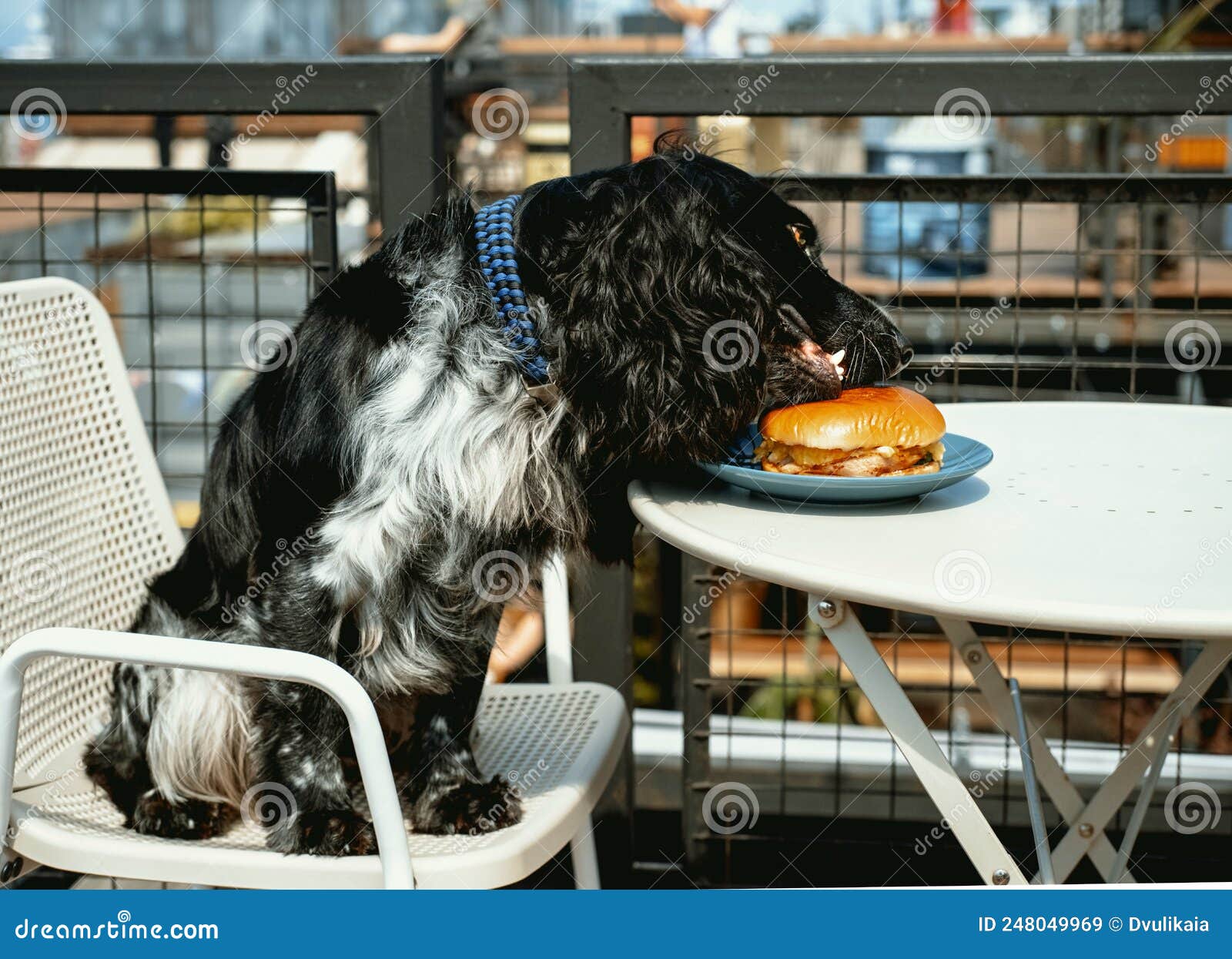 Cute Spaniel Eats Burger Sitting at Table in Cafe. Animal Theme Stock ...