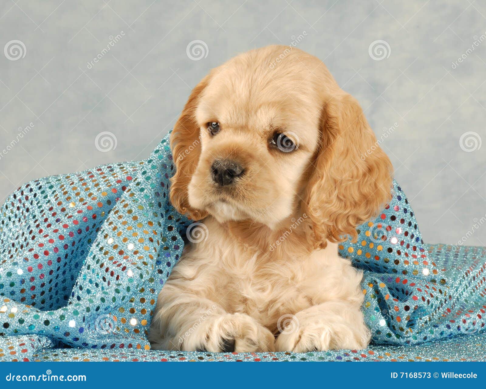 Cute spaniel puppy stock image. Image of hair, growing - 7168573
