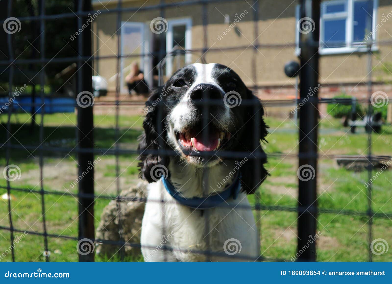 Cute spaniel smiling happy stock photo. Image of grass - 189093864