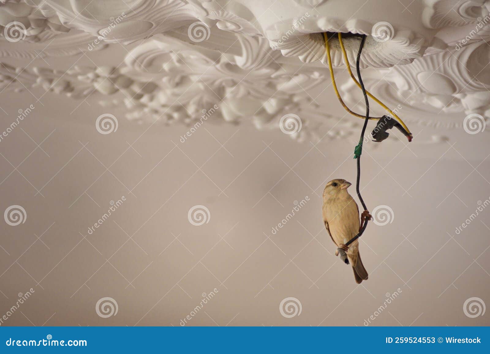 Cute Sparrow Bird Perching on an Electric Wire of a Ceiling Stock Image ...