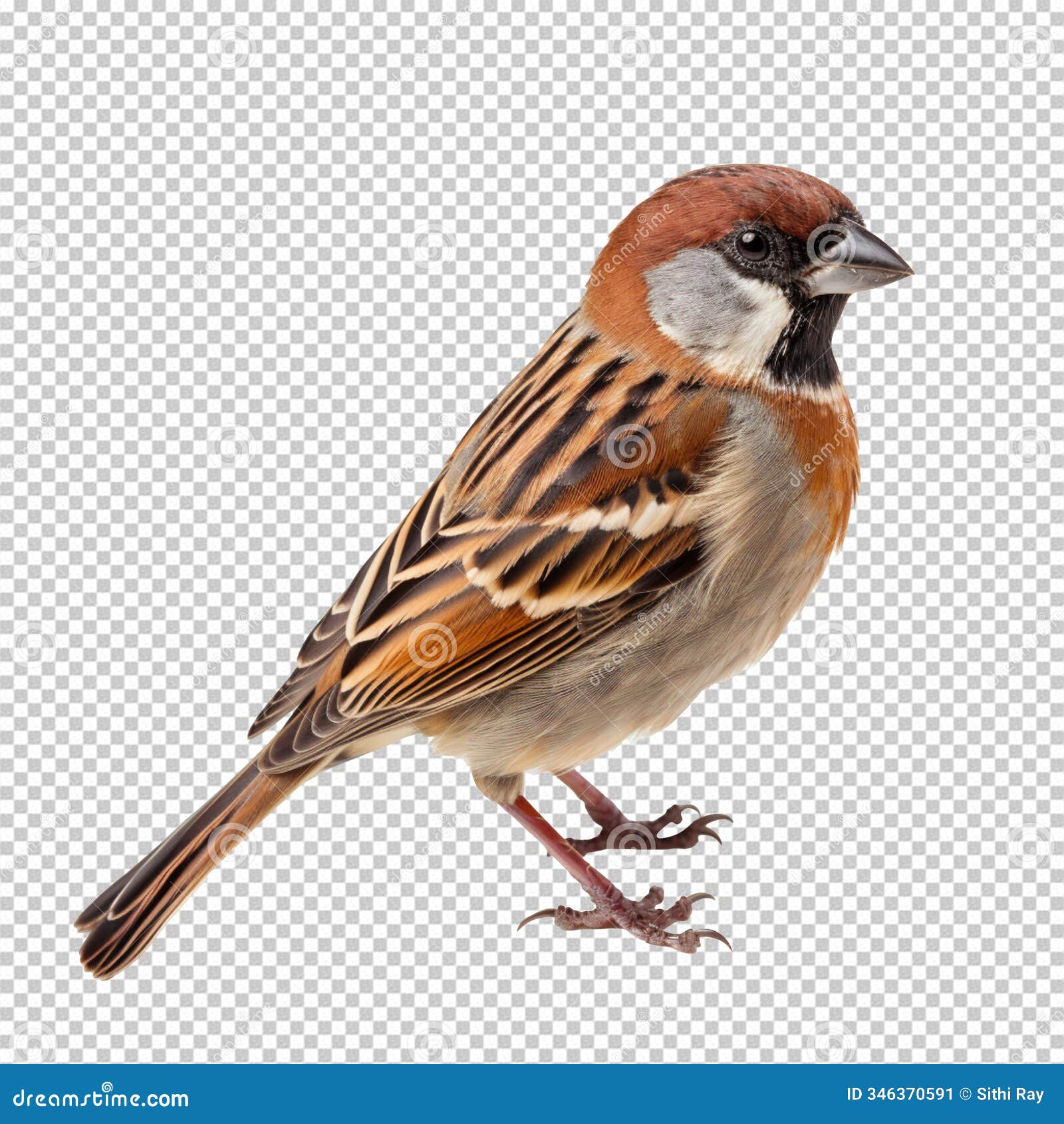 A Cute Sparrow Isolated On Transparent Background Royalty-Free Stock ...