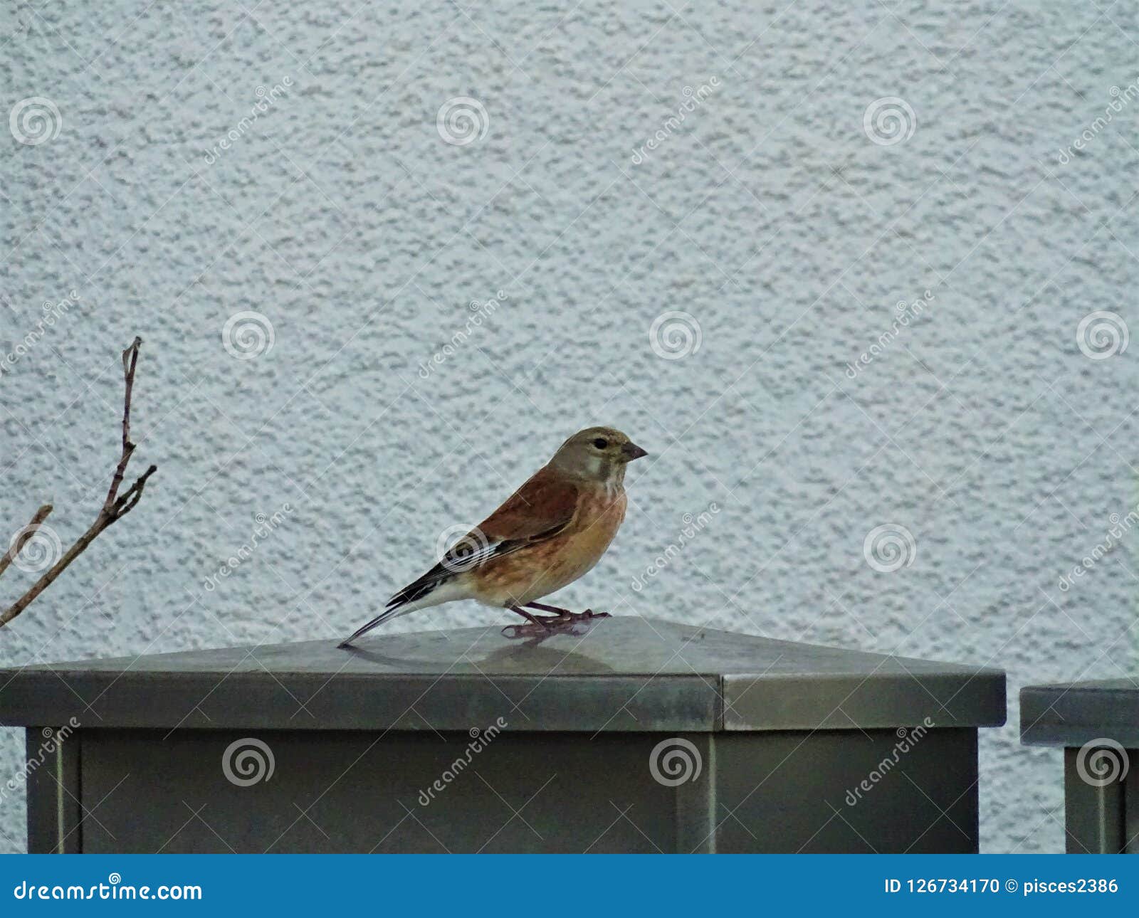 Cute Sparrow Sitting on a Mail Box Stock Photo - Image of german, mail ...
