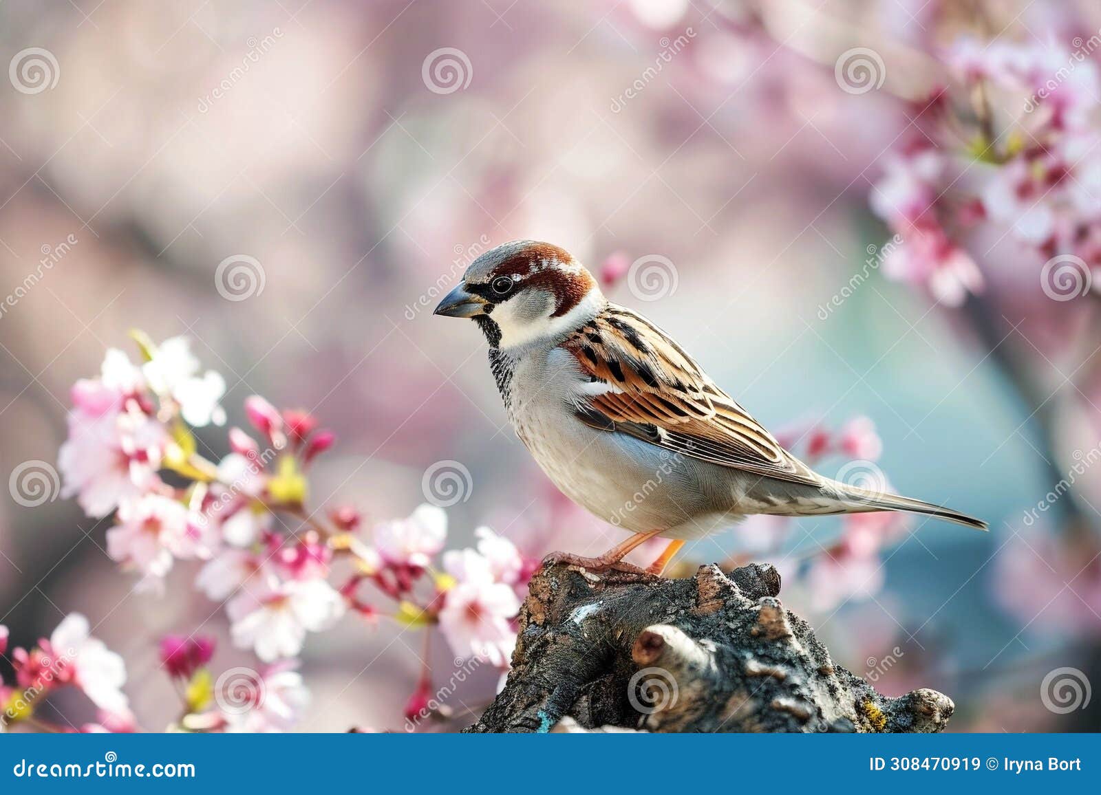Cute Sparrow in Spring Garden with Blossom Tree, World Sparrow Day ...