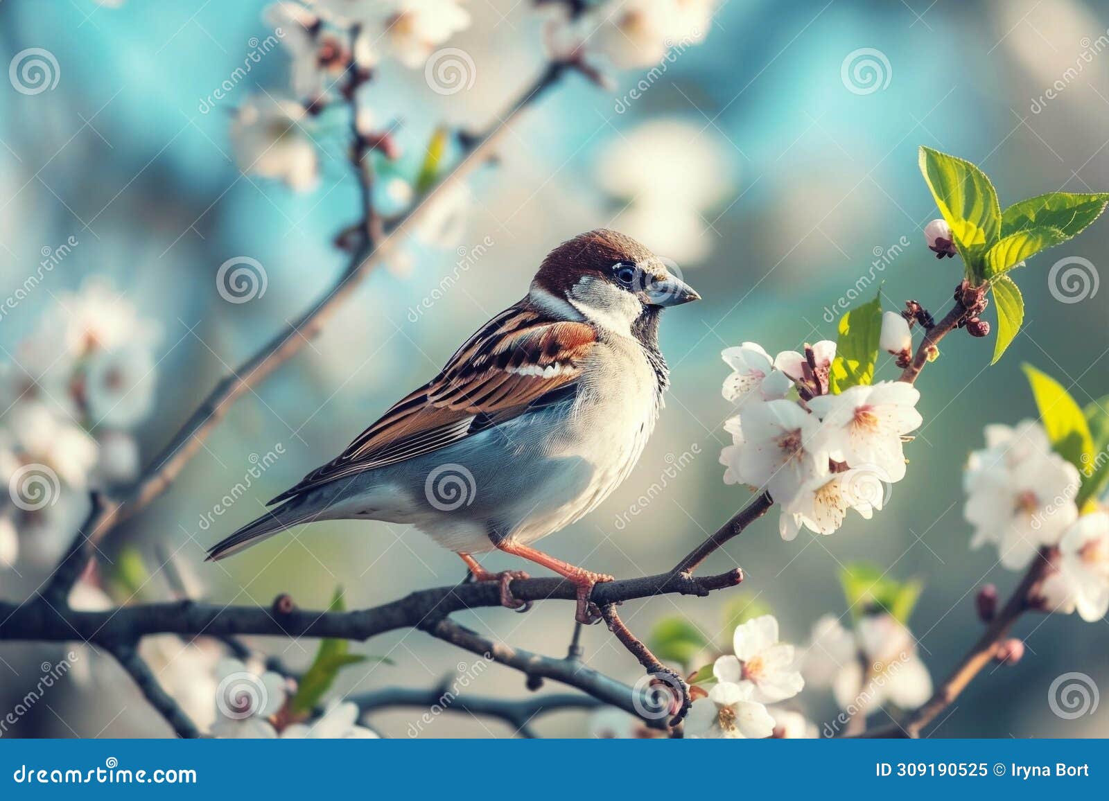 Cute Sparrow in Spring Garden with Blossom Tree, World Sparrow Day ...