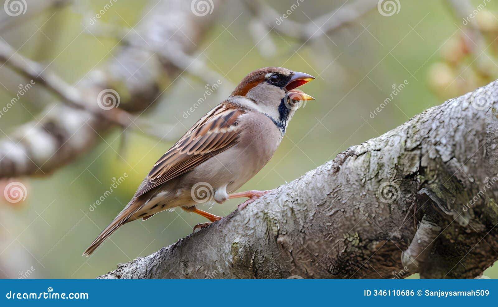 A Cute Sparrow is on a Tree Branch and Making Noise by Shouting Stock ...