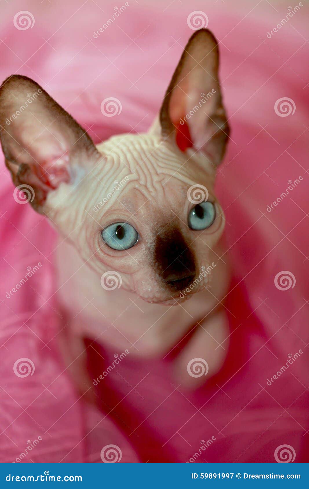 Cute sphinx cat stock image. Image of look, ears, brown - 59891997