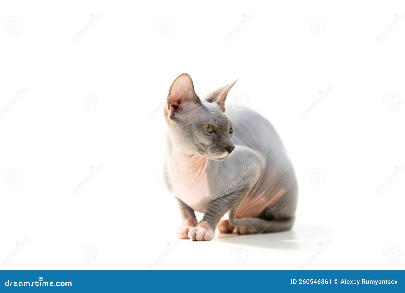 Cute Sphinx Kitten Standing In Aquarium Stock Photography ...