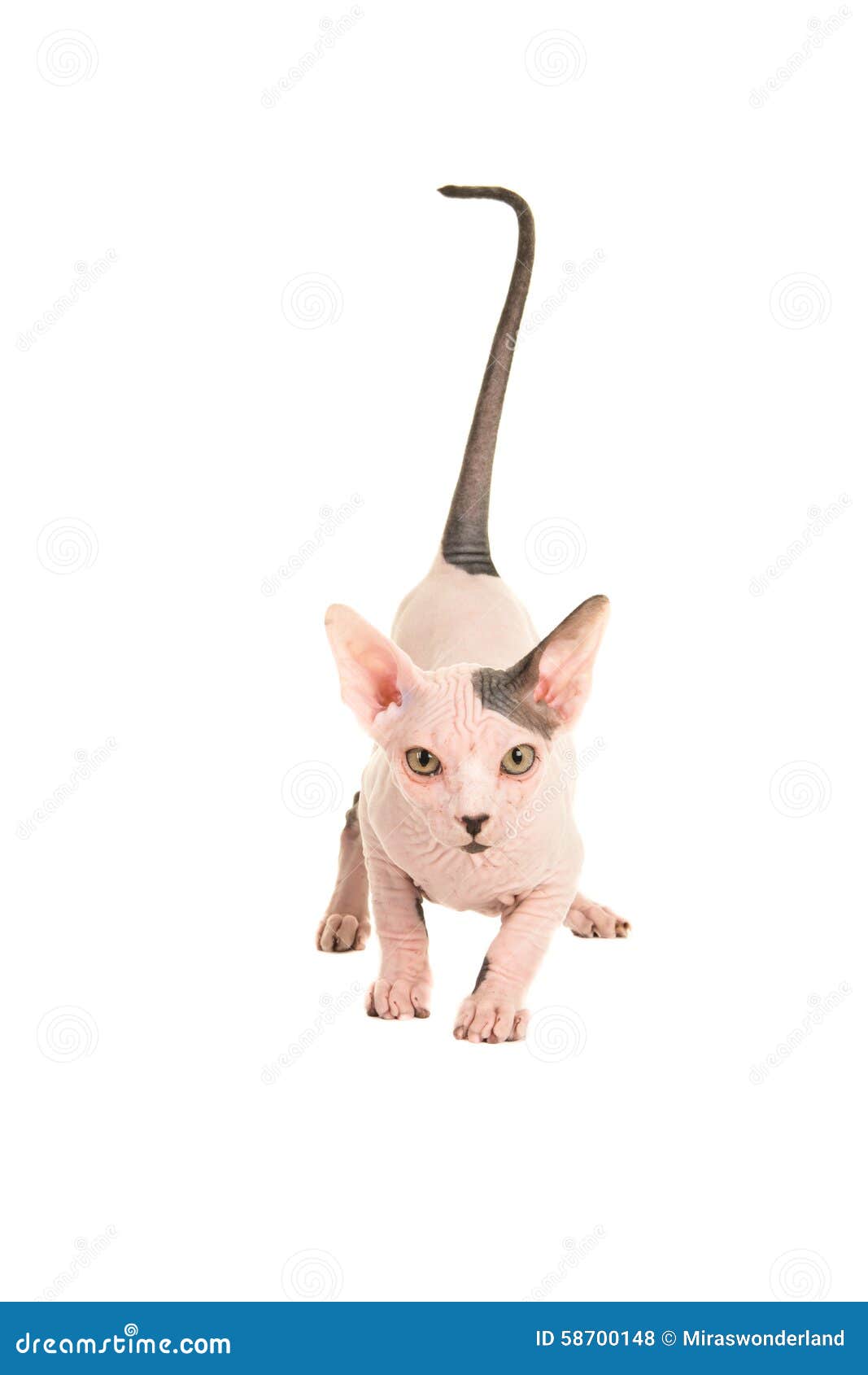 Cute Sphinx Kitten Standing In Aquarium Stock Photography ...