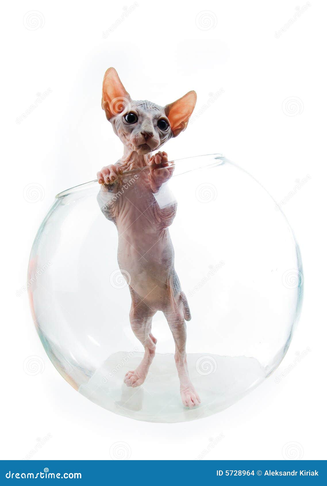 Cute Sphinx Kitten Standing in Aquarium Stock Photo - Image of unique ...