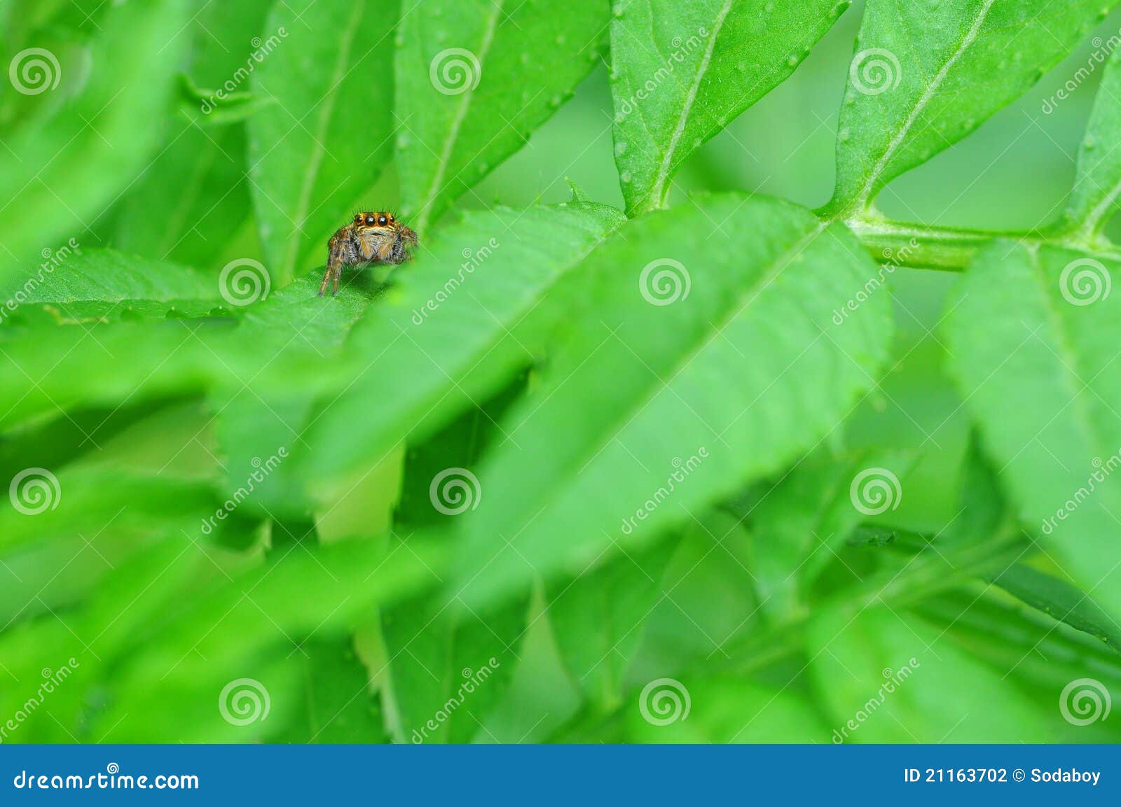 Cute Spider stock photo. Image of animal, background - 21163702
