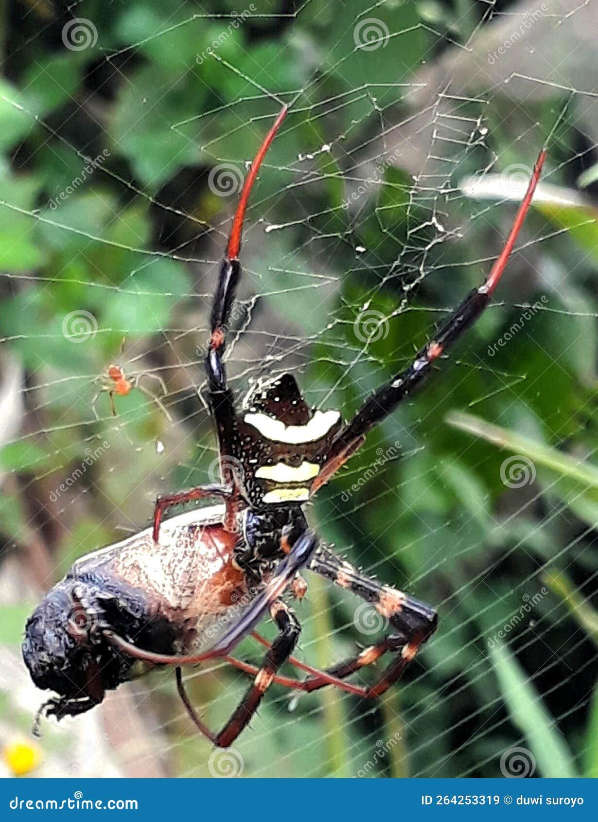 Spider stock image. Image of wild, siperman, cutespider - 264253319