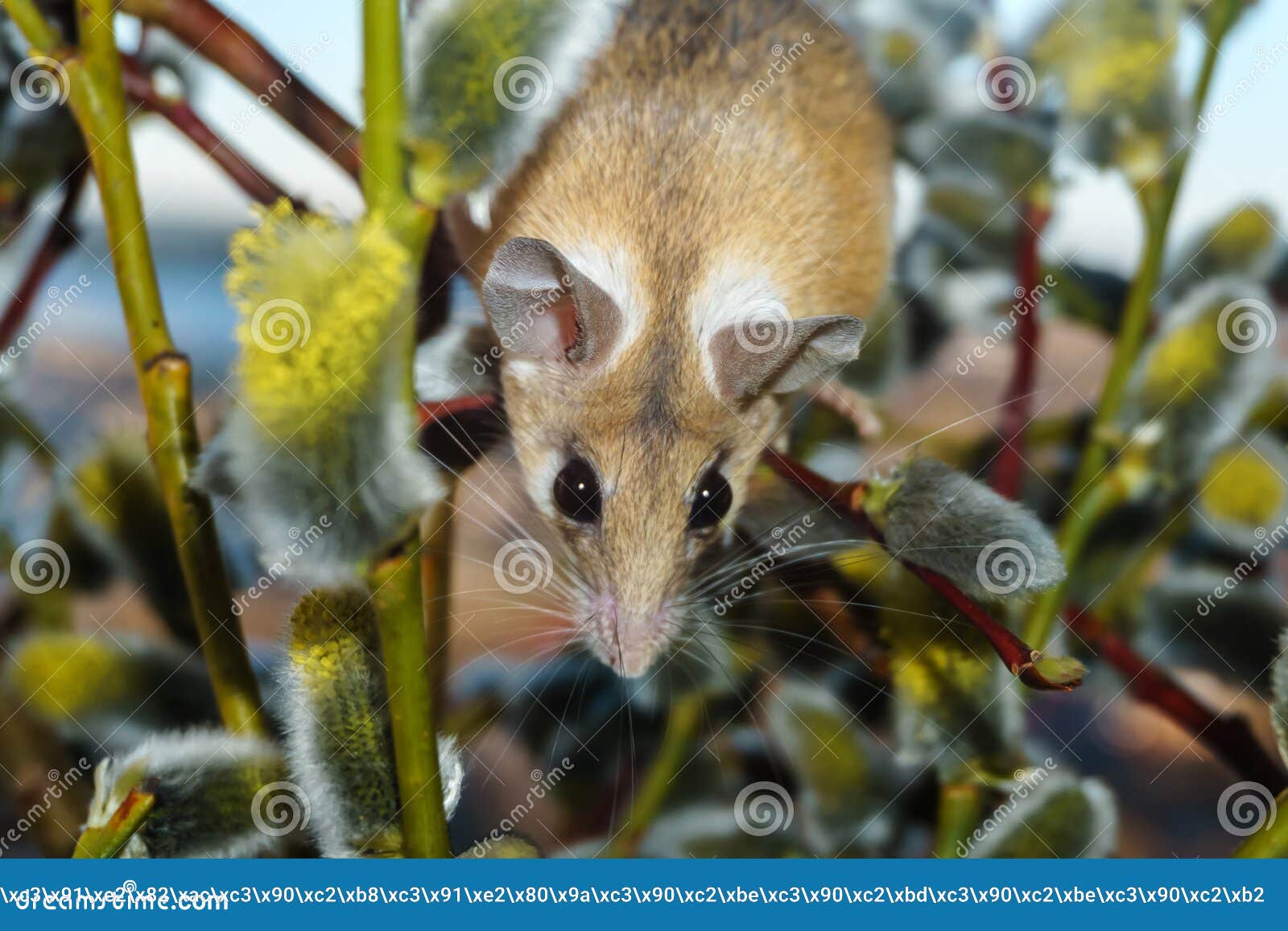 Cute Mouse among the Branches of Flowering Willow Stock Image - Image ...