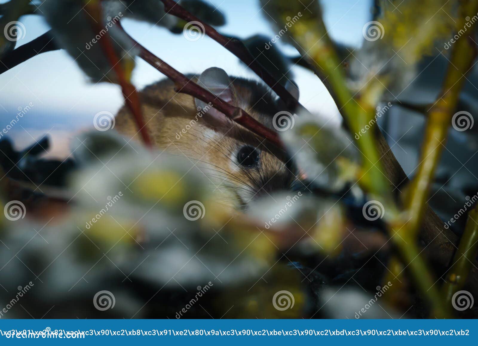 Cute Mouse among the Branches of Flowering Willow Stock Photo - Image ...