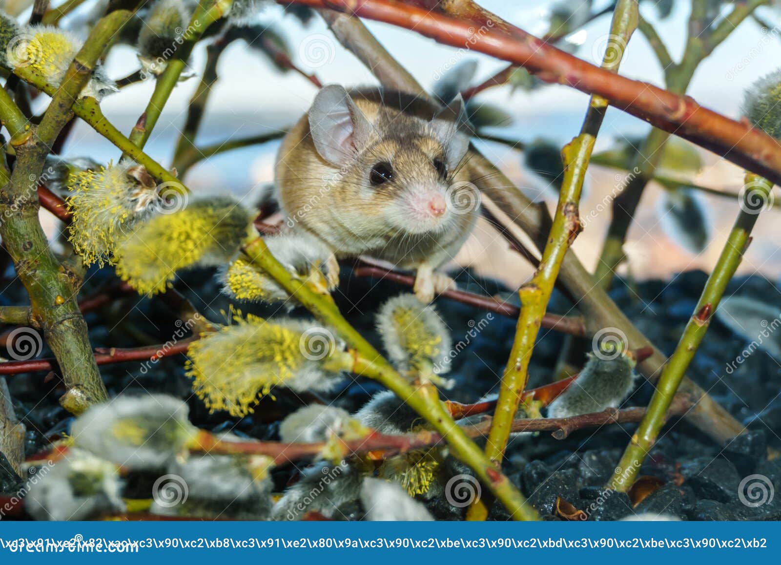 Cute Mouse among the Branches of Flowering Willow Stock Image - Image ...