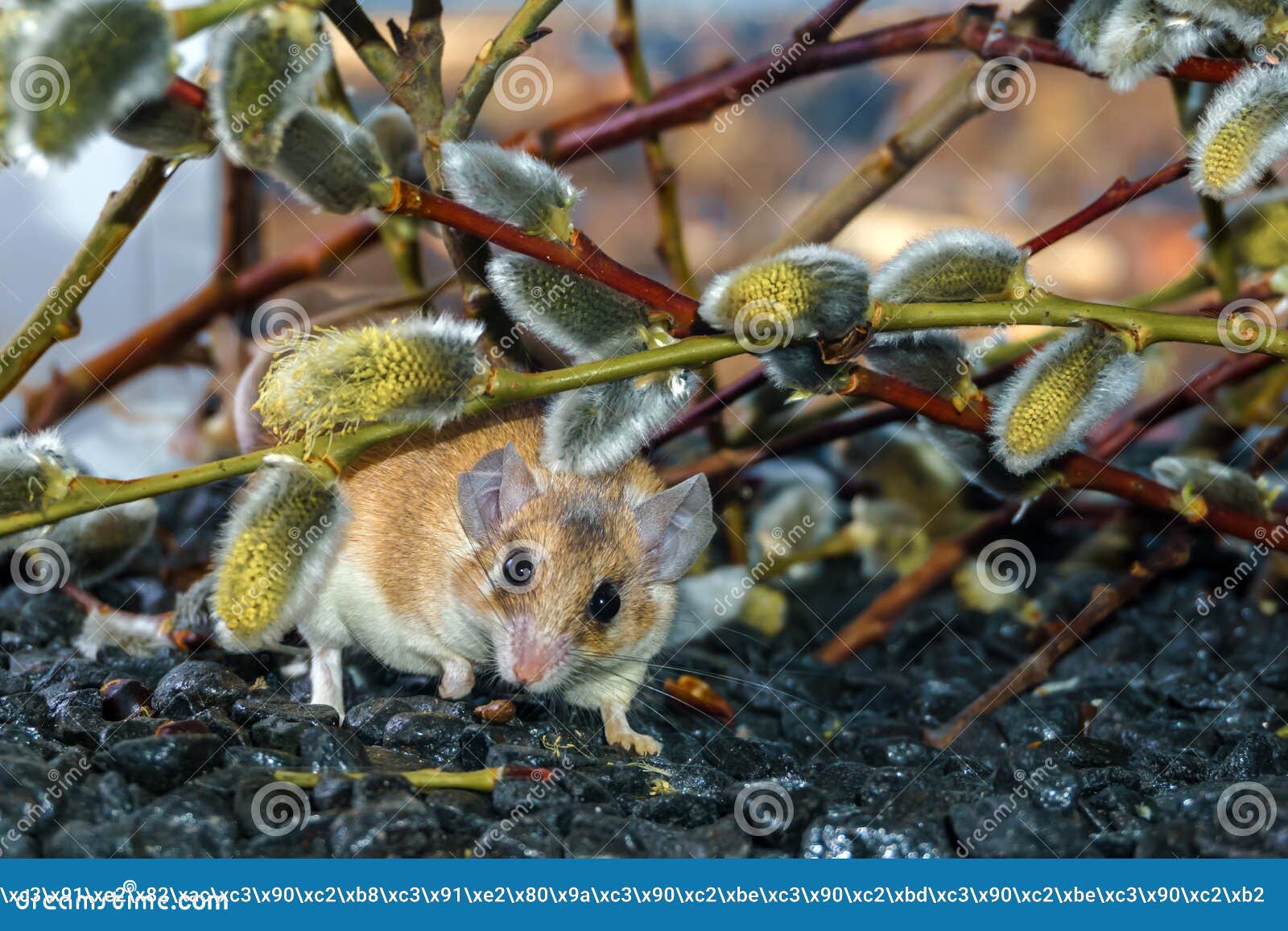 Cute Mouse among the Branches of Flowering Willow Stock Photo - Image ...