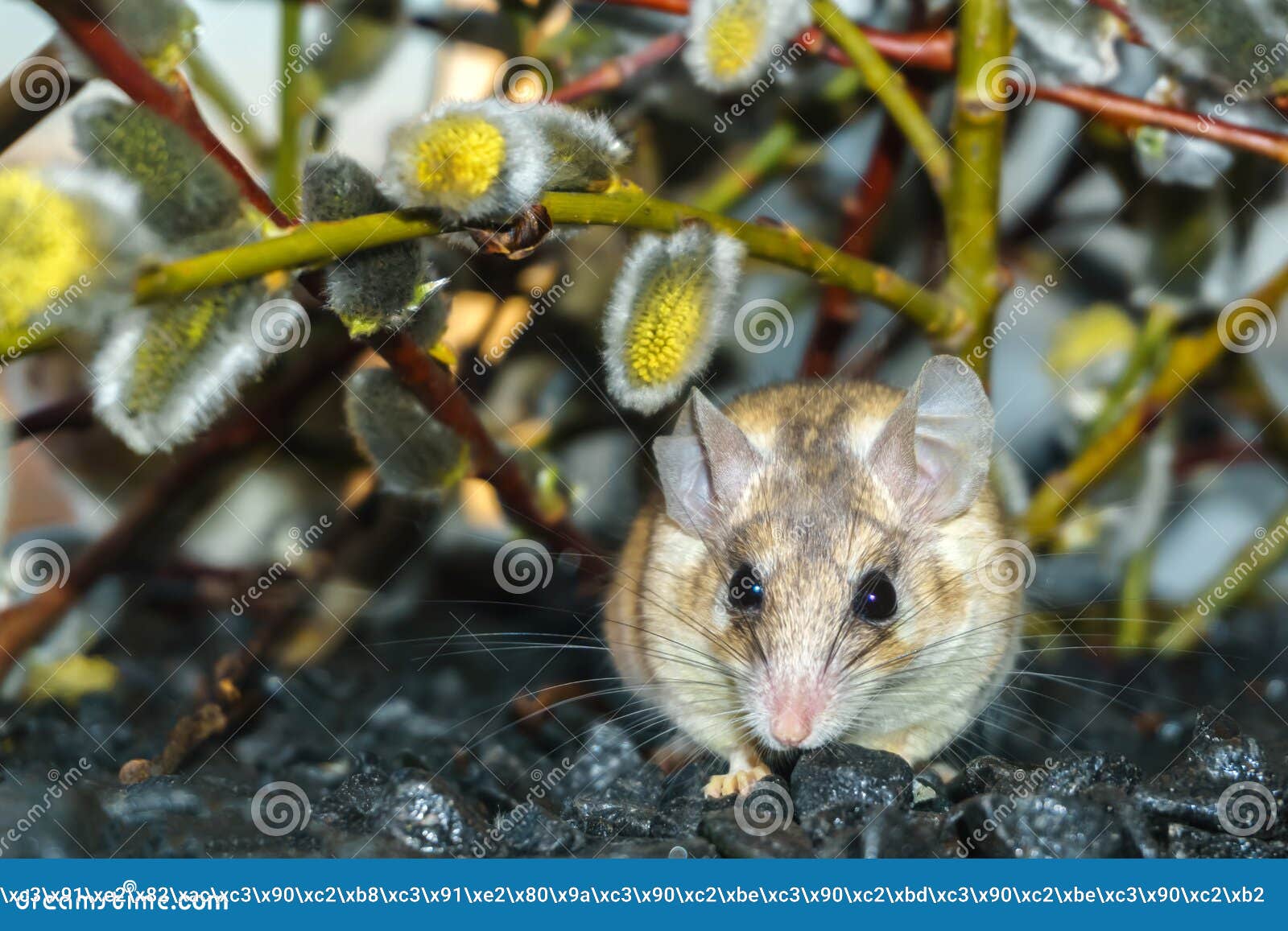 Cute Mouse among the Branches of Flowering Willow Stock Image - Image ...