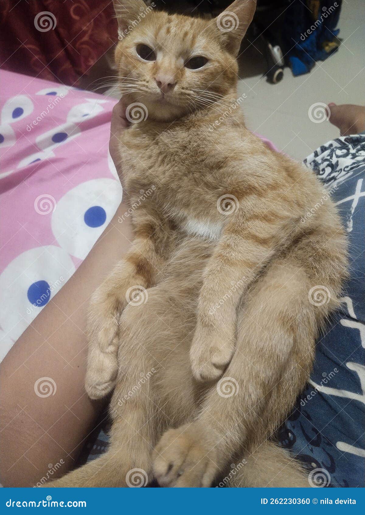 Cute and spoiled pet cat stock photo. Image of home - 262230360