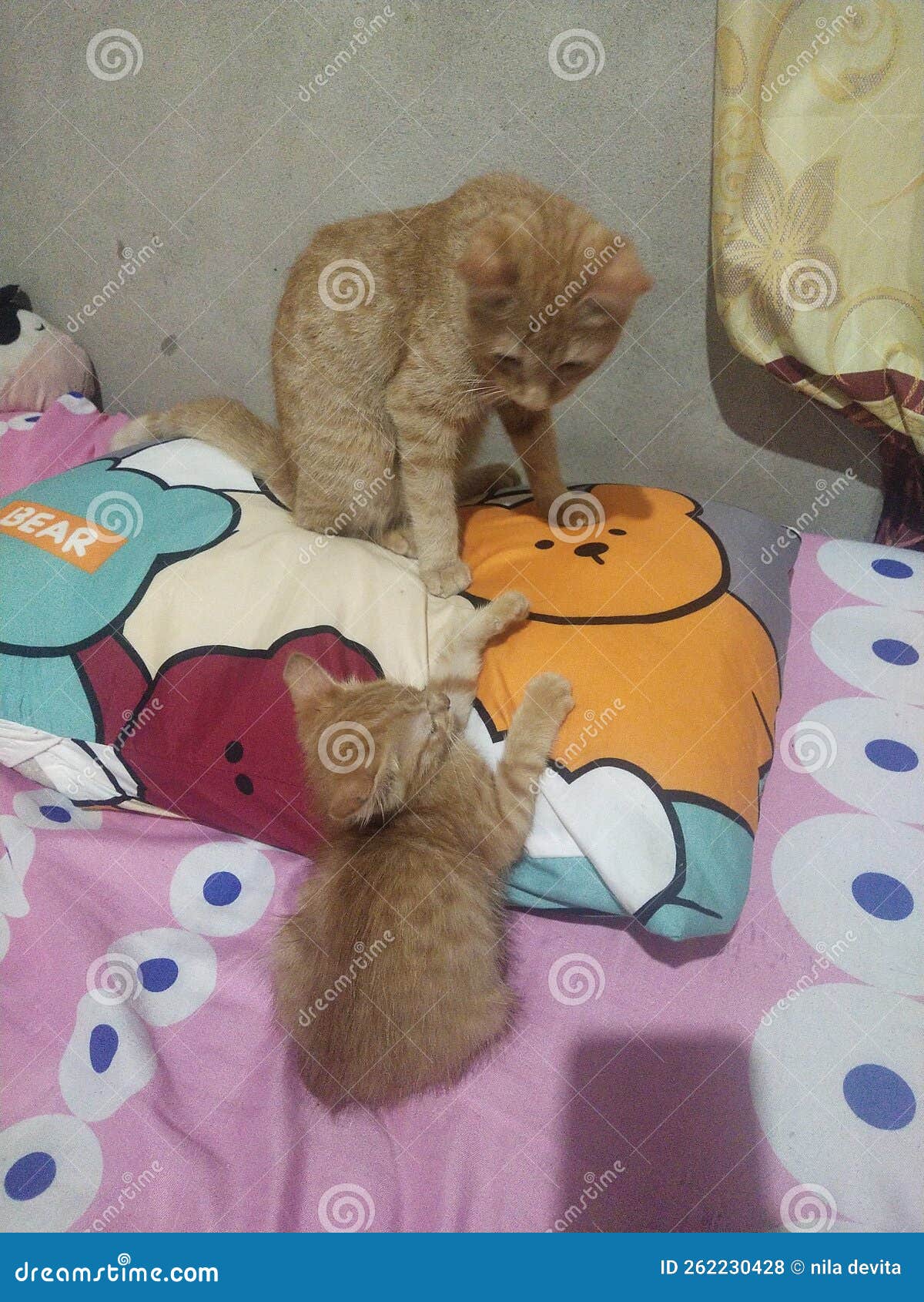 Cute and spoiled pet cat stock photo. Image of spoiled - 262230428