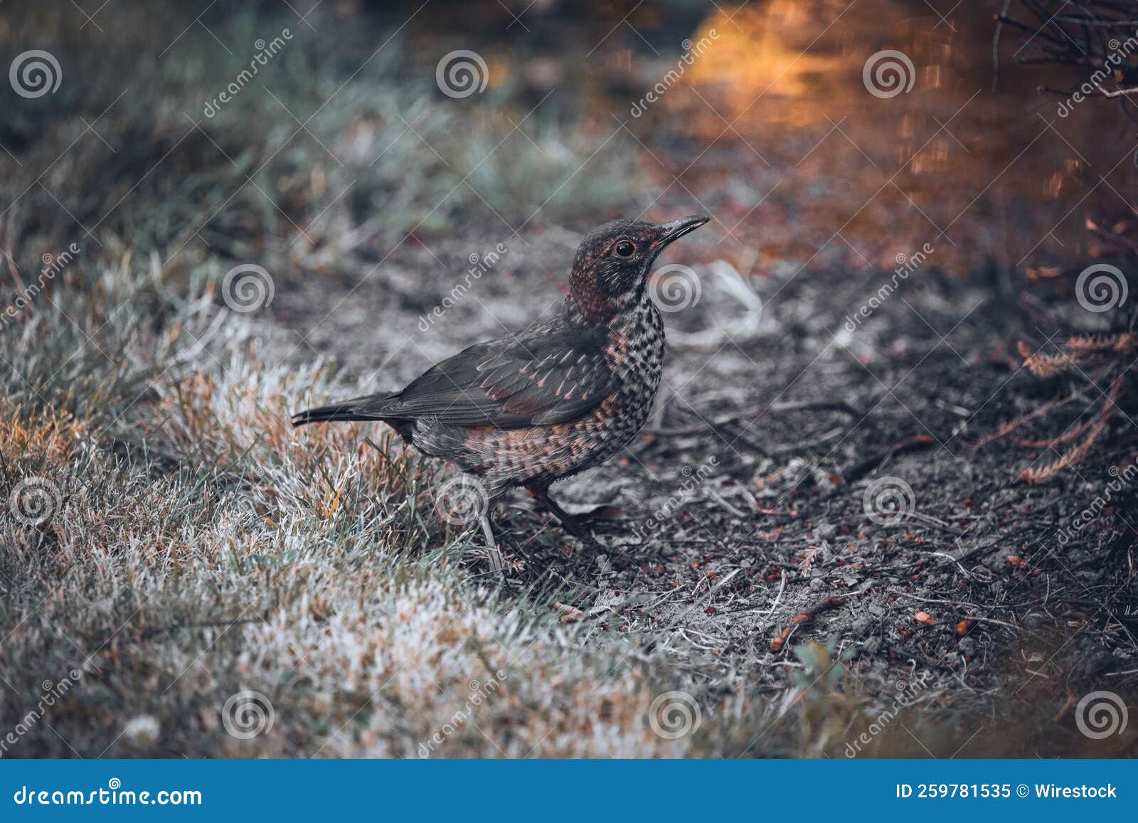 Cute Spotted Bowerbird on Fresh Grass in a Field Stock Image - Image of ...