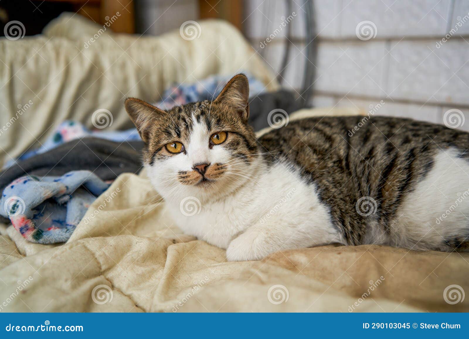 A Cute Spotted Chinese Rural Cat, a Chinese Cat Stock Image - Image of ...