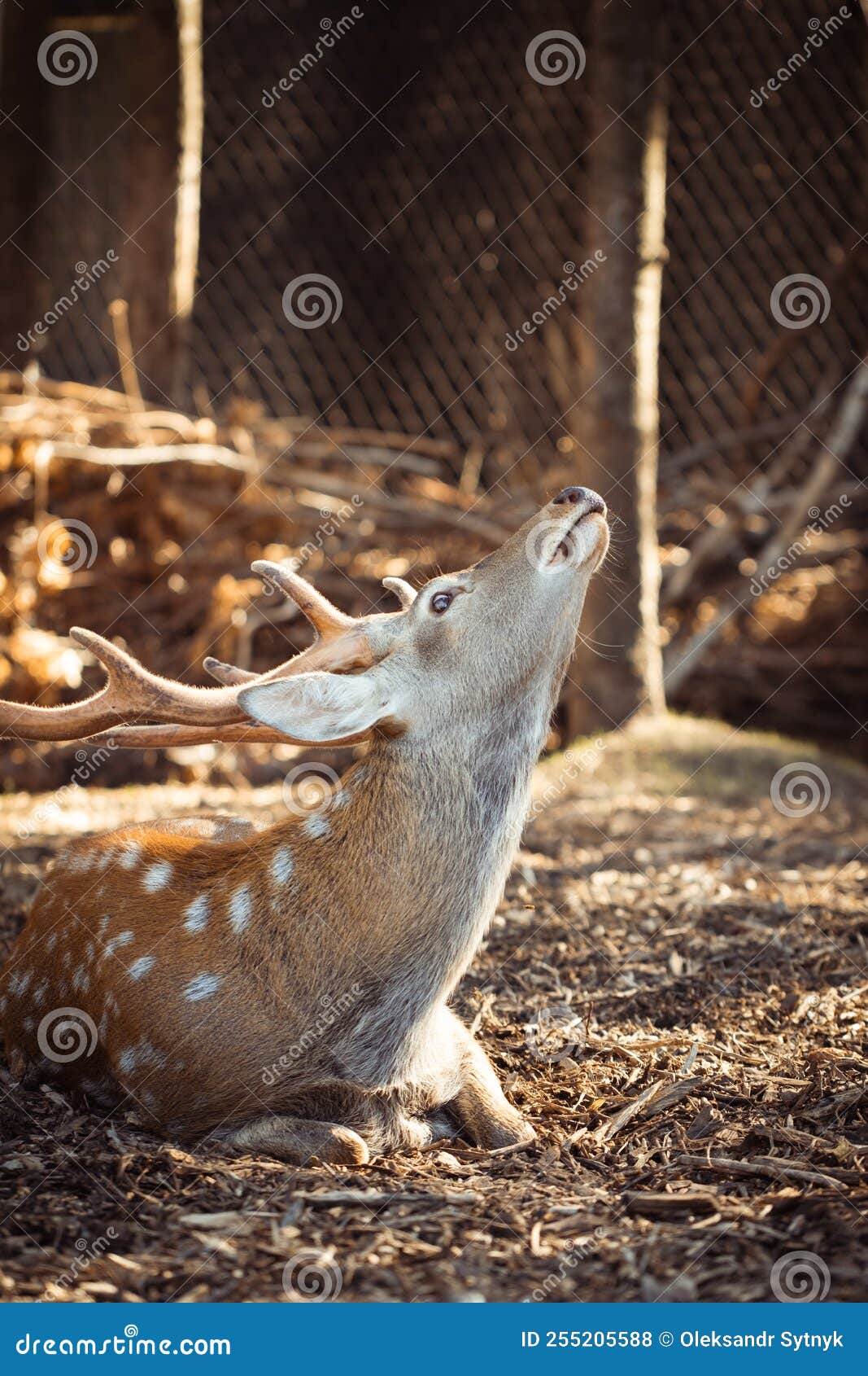 Cute Spotted Deer at the Zoo during Warm Sunset. Stock Photo - Image of ...