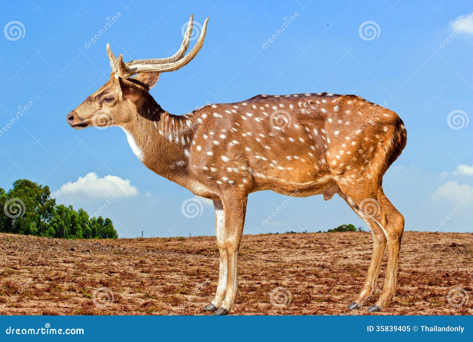 Cute Spotted Fallow Deer Isolated on White Stock Image - Image of ...