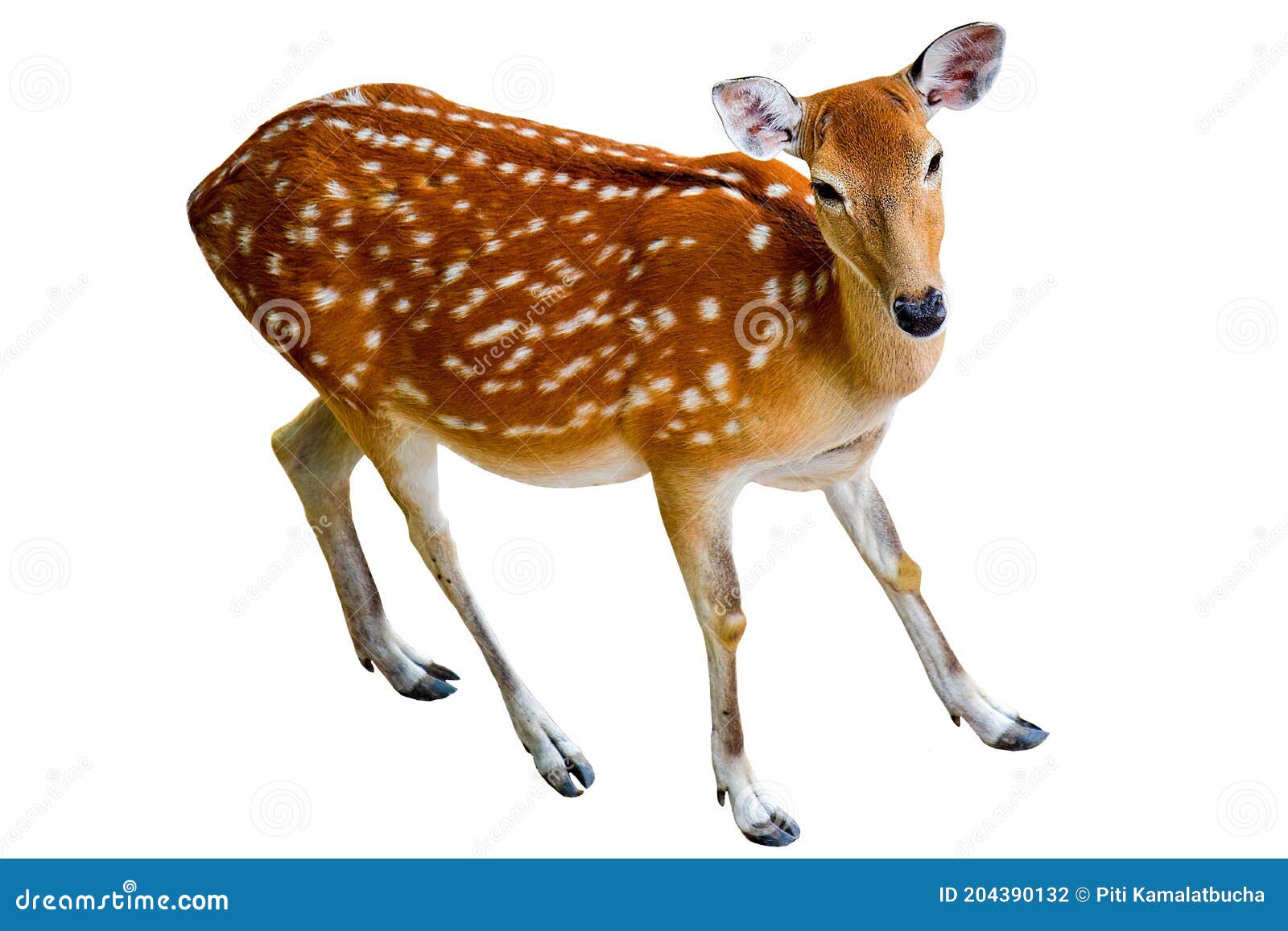 Cute Spotted Fallow Deer Isolated on White,include Clipping Path Stock ...