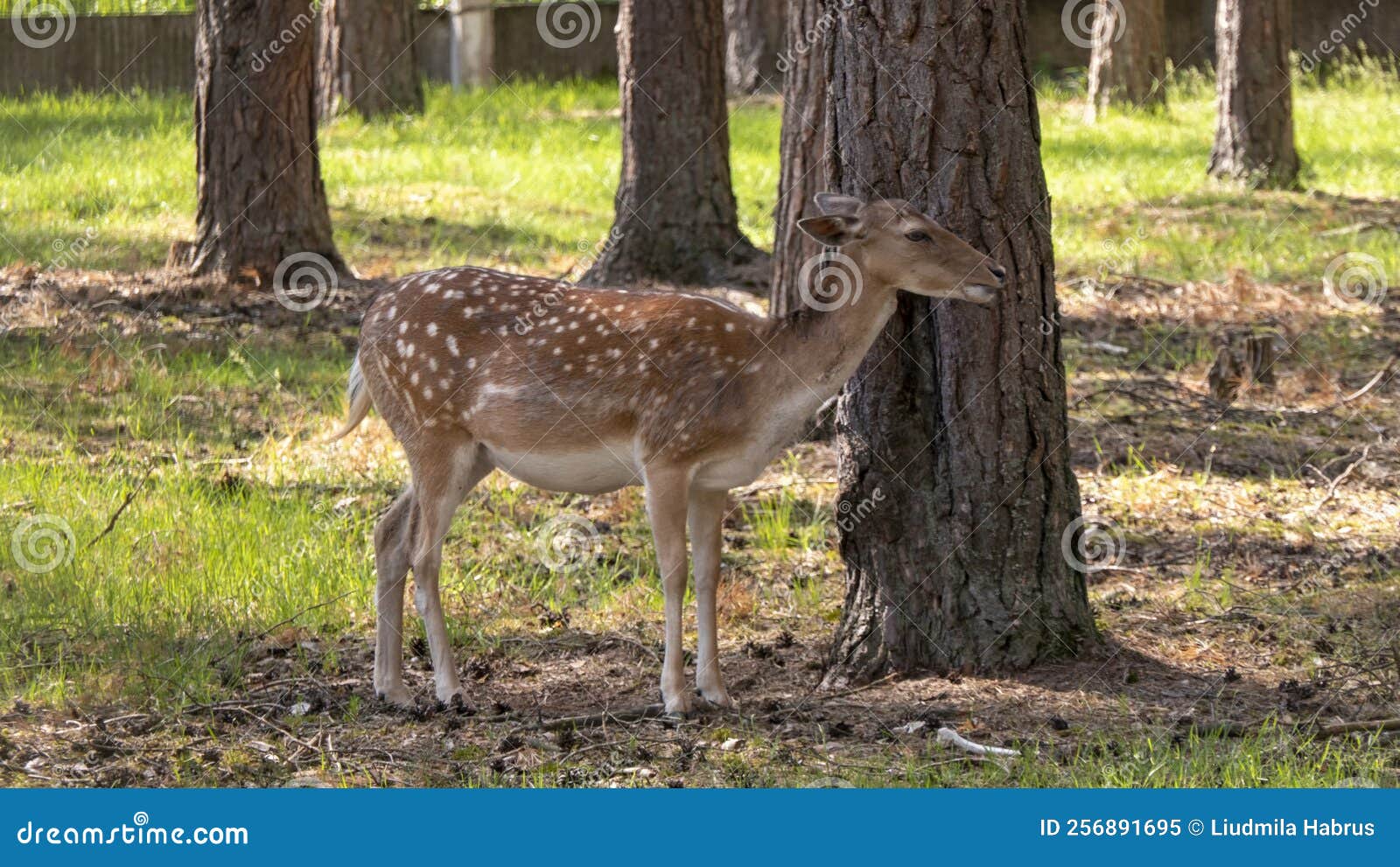 Cute Spotted Fallow Deer in the Park Stock Image - Image of looking ...