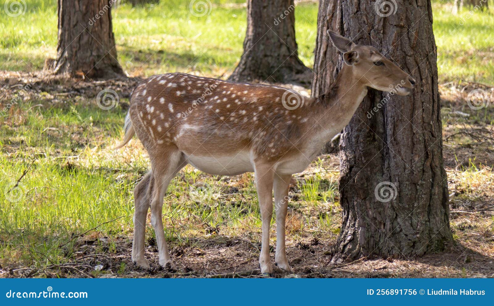 Cute Spotted Fallow Deer in the Park Stock Photo - Image of young ...