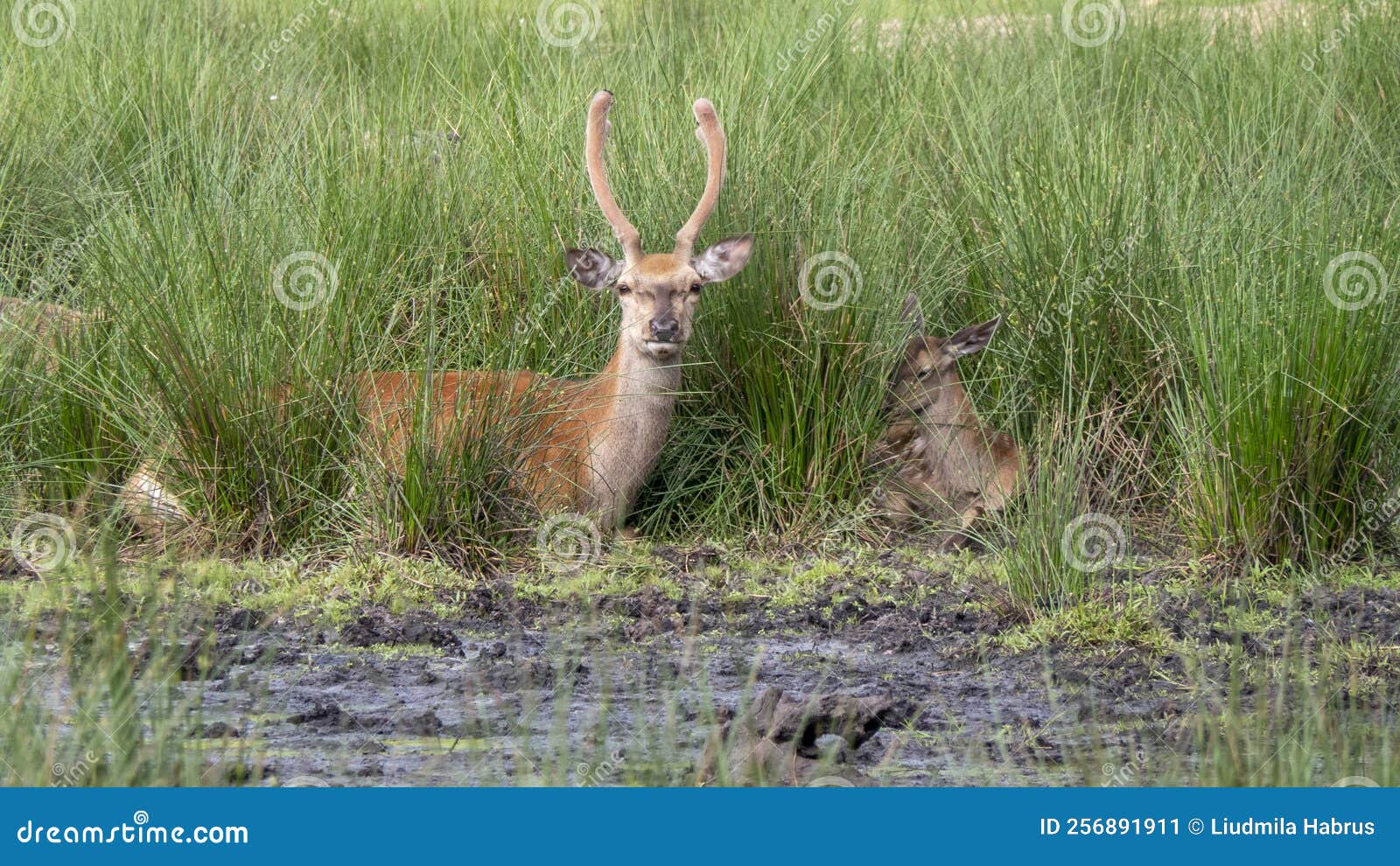 Cute Spotted Fallow Deer in the Park Stock Image - Image of deer ...