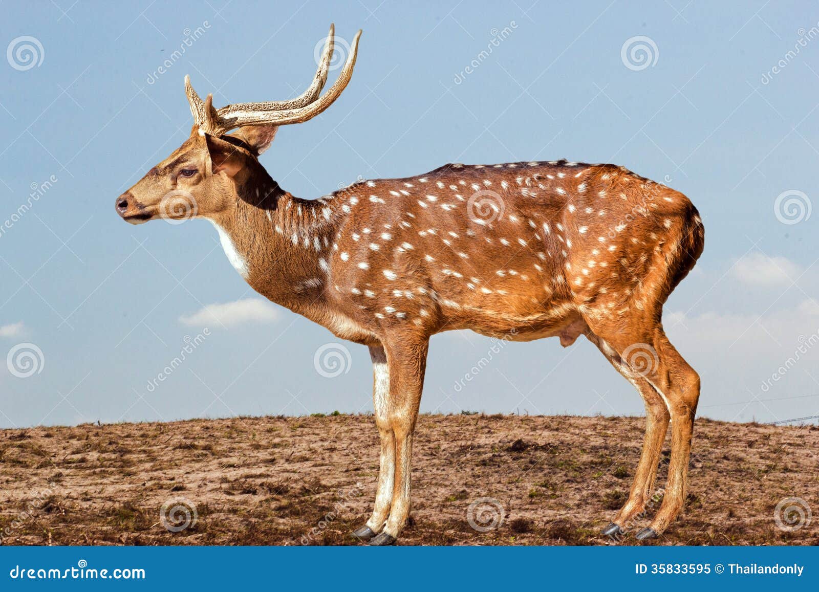 Cute Spotted Fallow Deer on White Stock Image - Image of fallow, nature ...