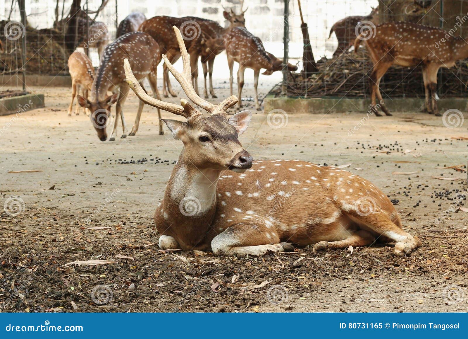 Cute spotted fallow deer stock image. Image of portrait - 80731165