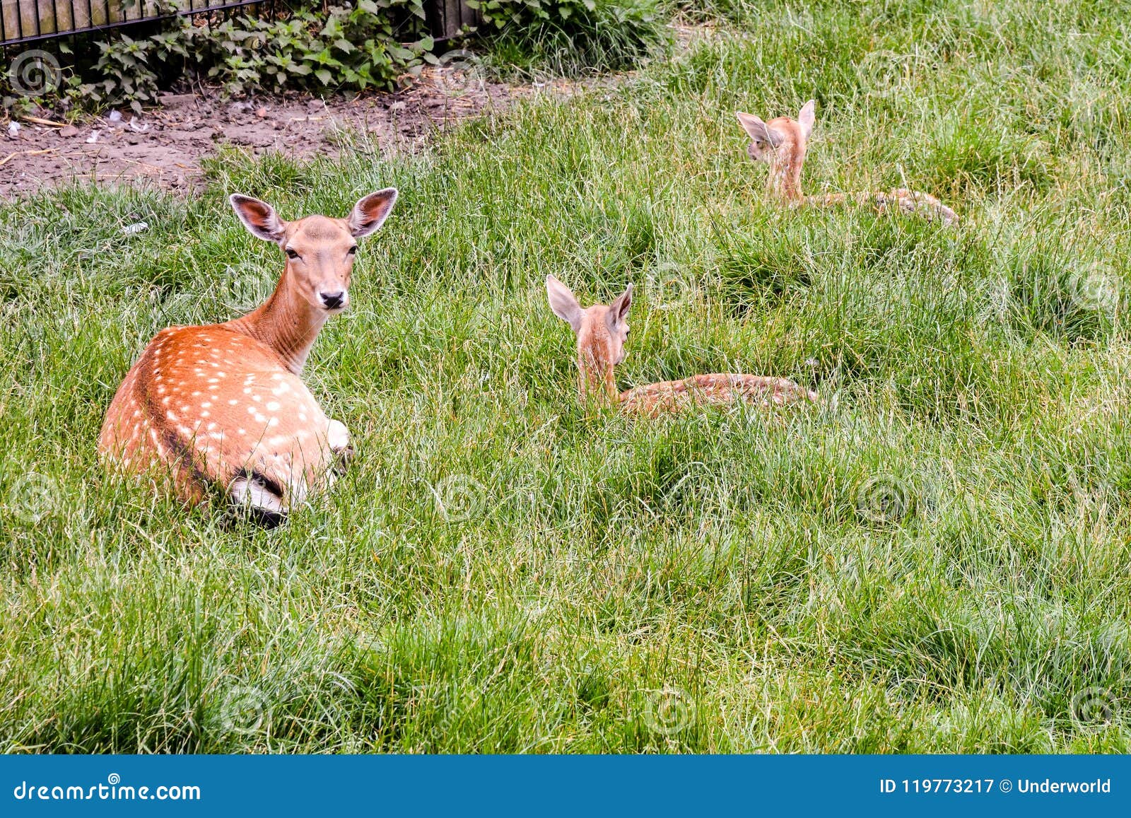 Cute spotted fallow stock image. Image of white, fallow - 119773217