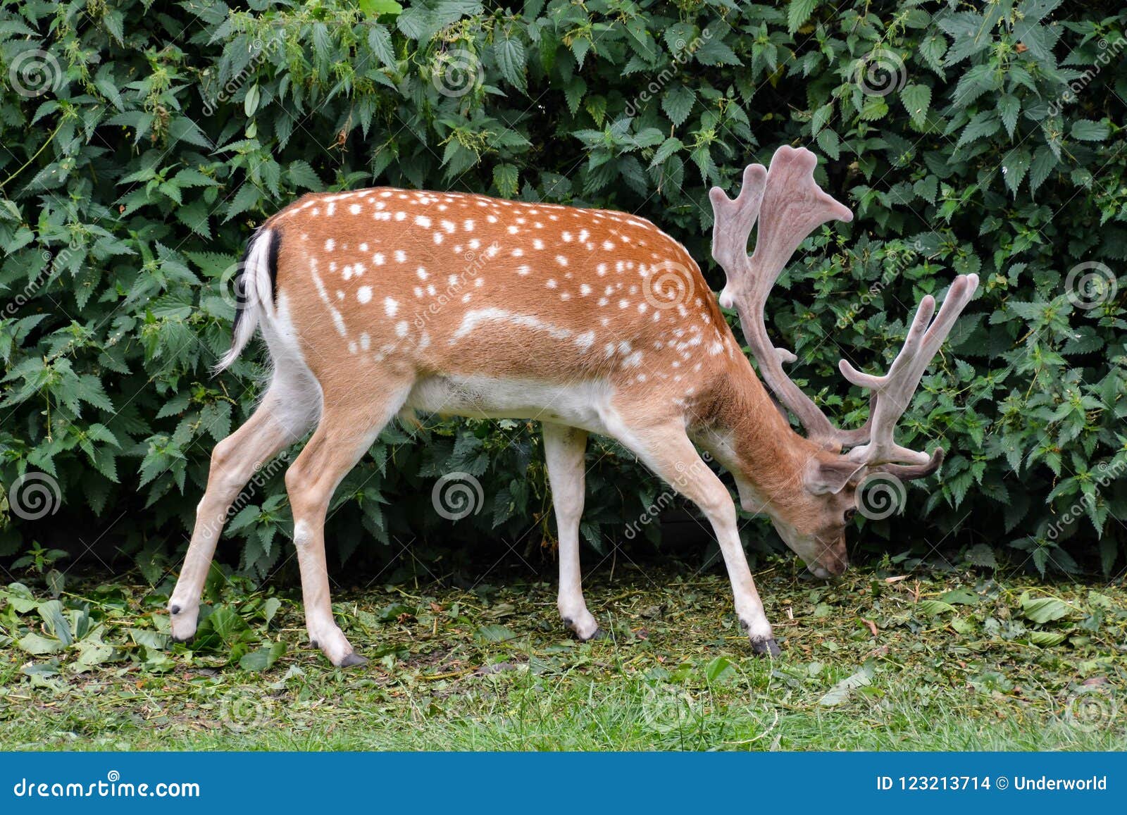 Cute spotted fallow stock photo. Image of fallow, venison - 123213714